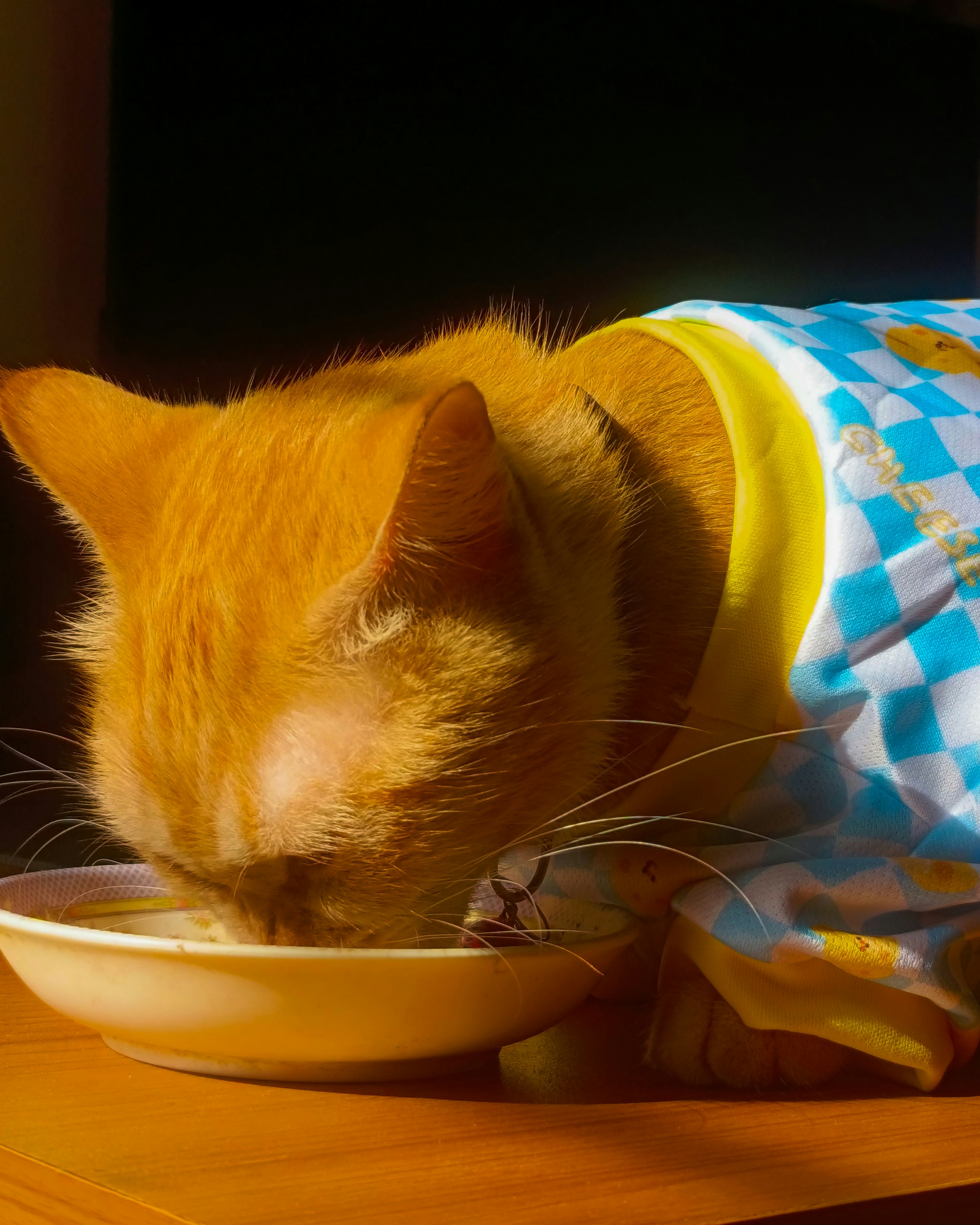 Close-up of a ginger cat in a colorful striped garment eating from a shallow bowl on a wooden surface. The scene emphasizes warmth, texture, and a cozy indoor moment.