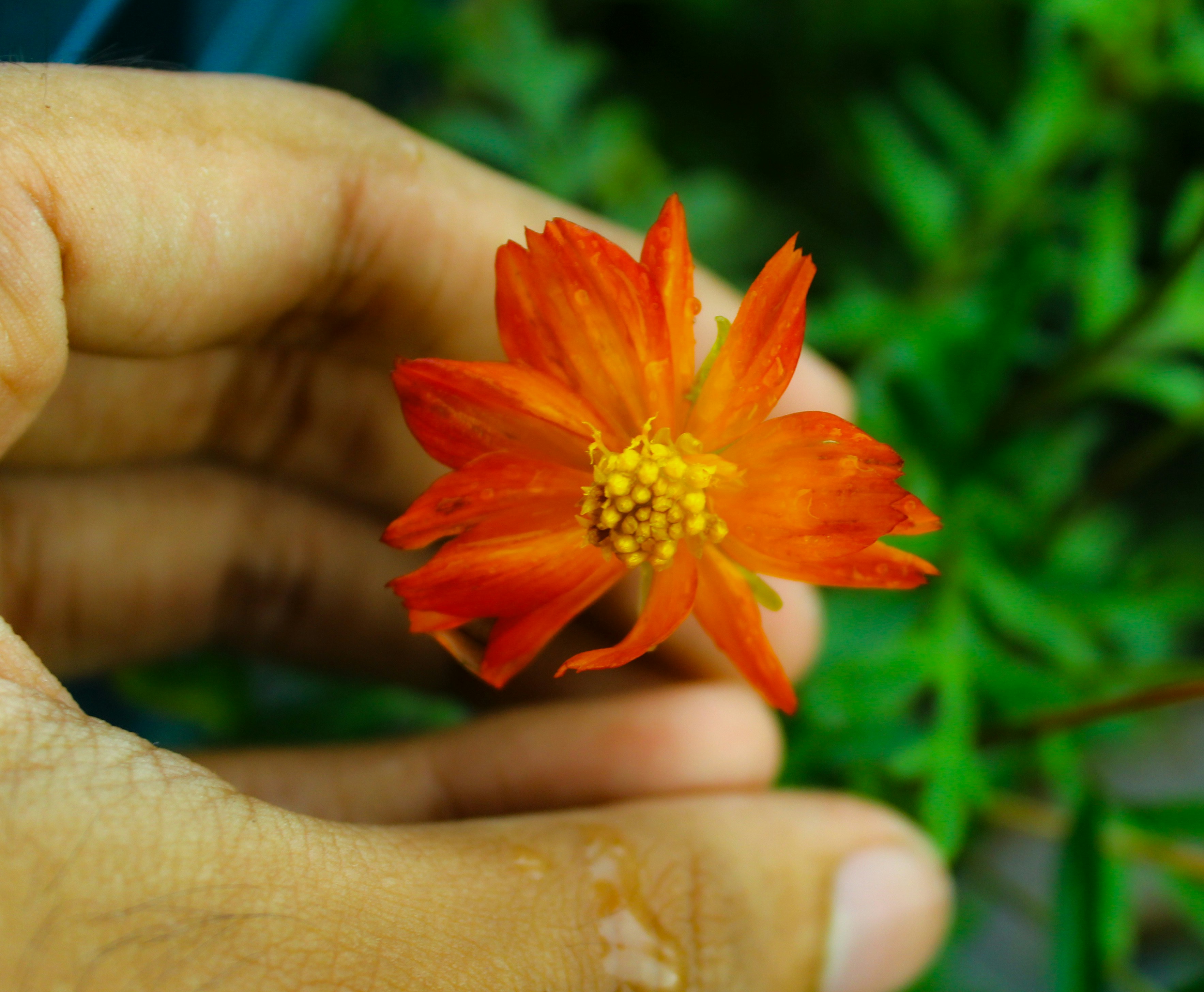 Orange blossom held between fingertips: a macro moment in garden light