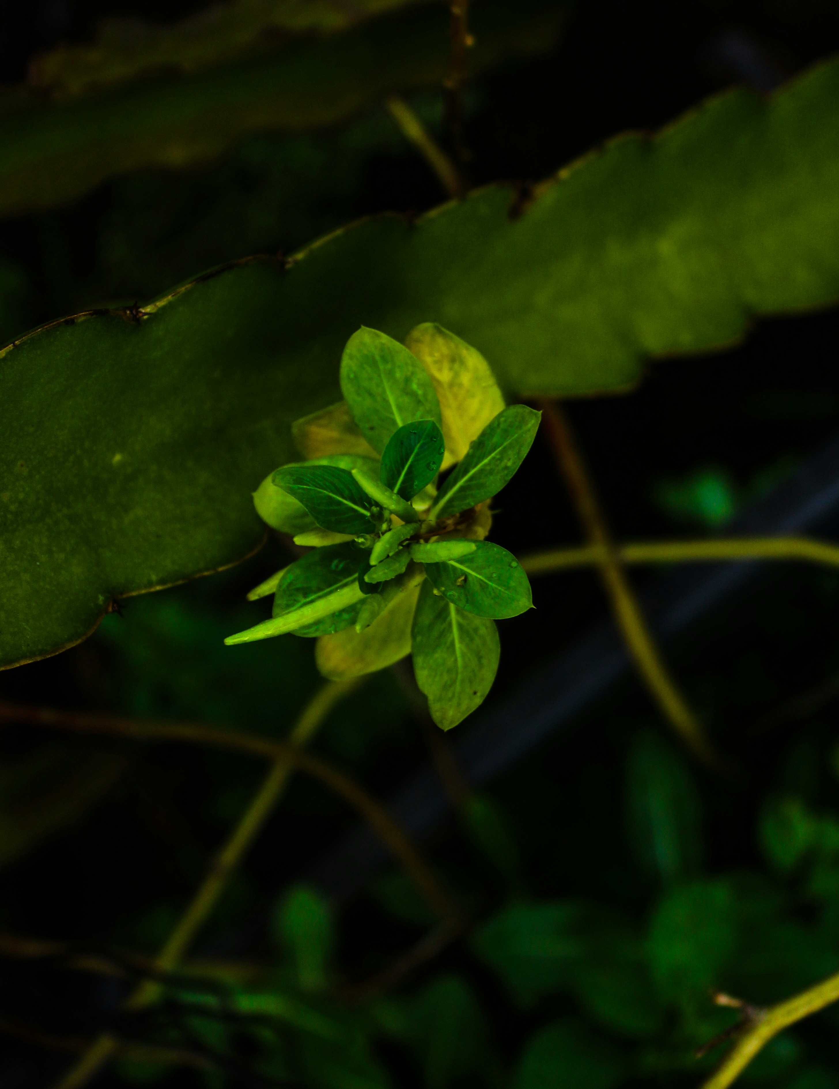 Emerald Sprout: A Tiny Burst of Green Among Dark Foliage