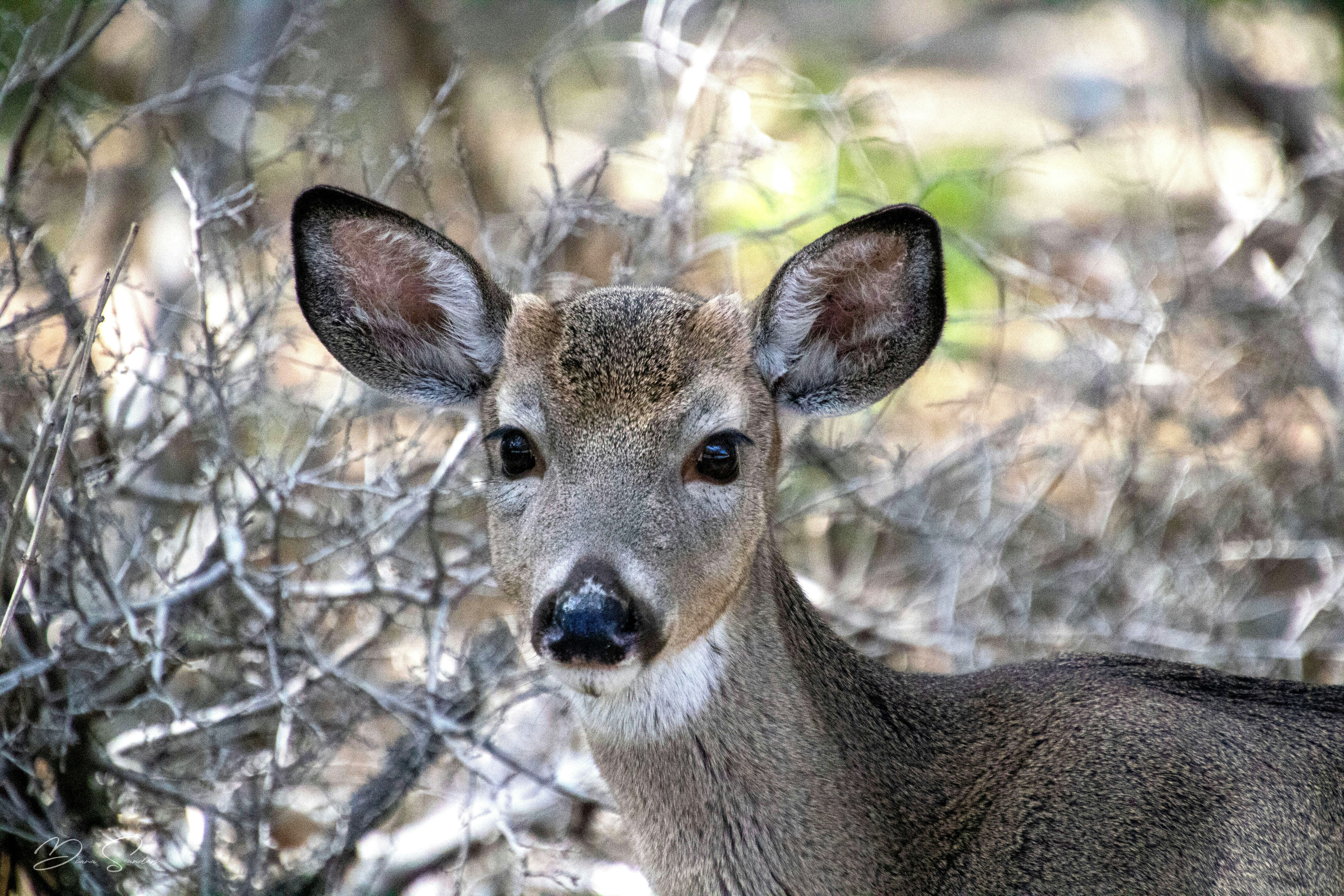 A young deer with developing antlers stares intently.