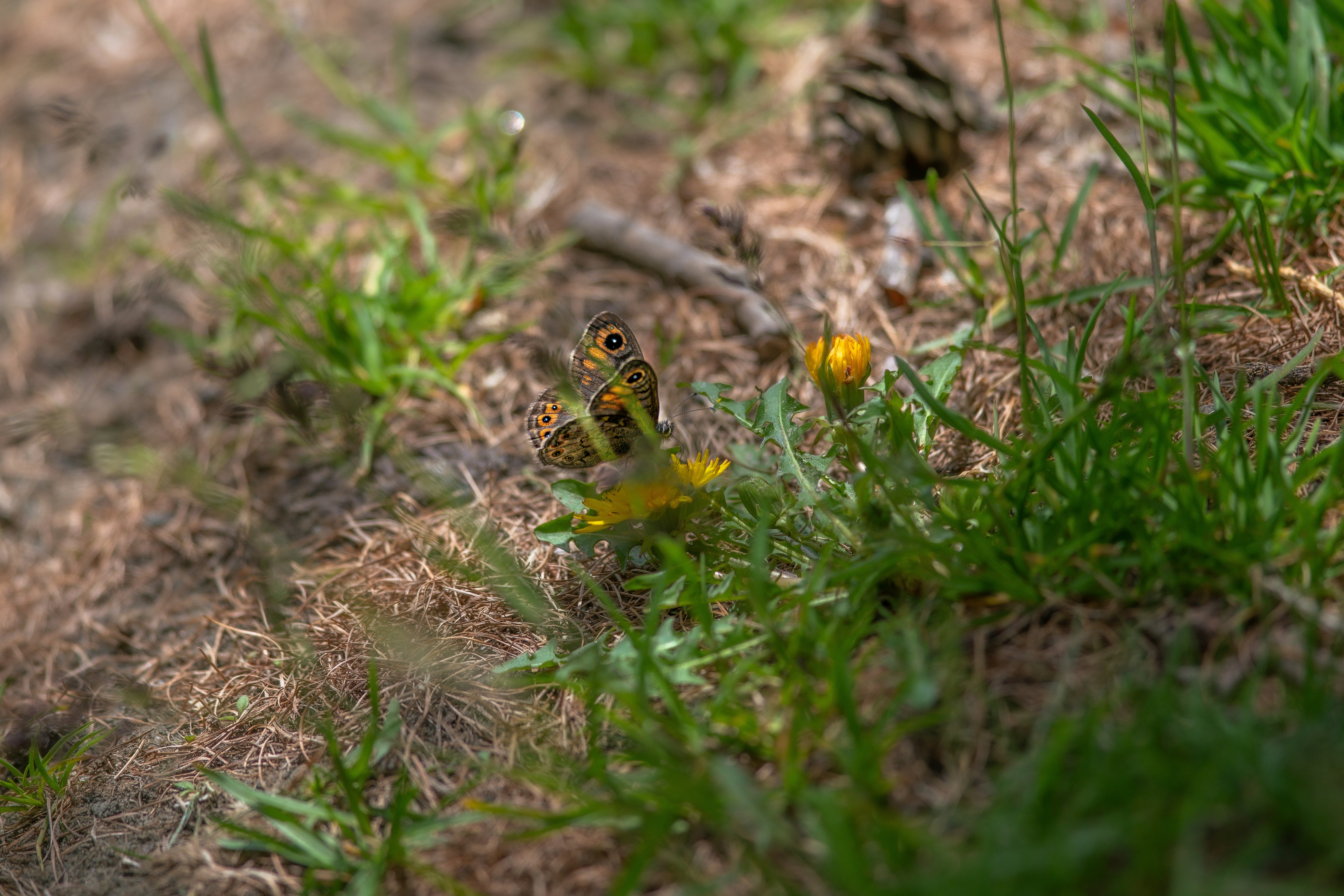 Splash of orange in a wild patch: a butterfly among spring greens