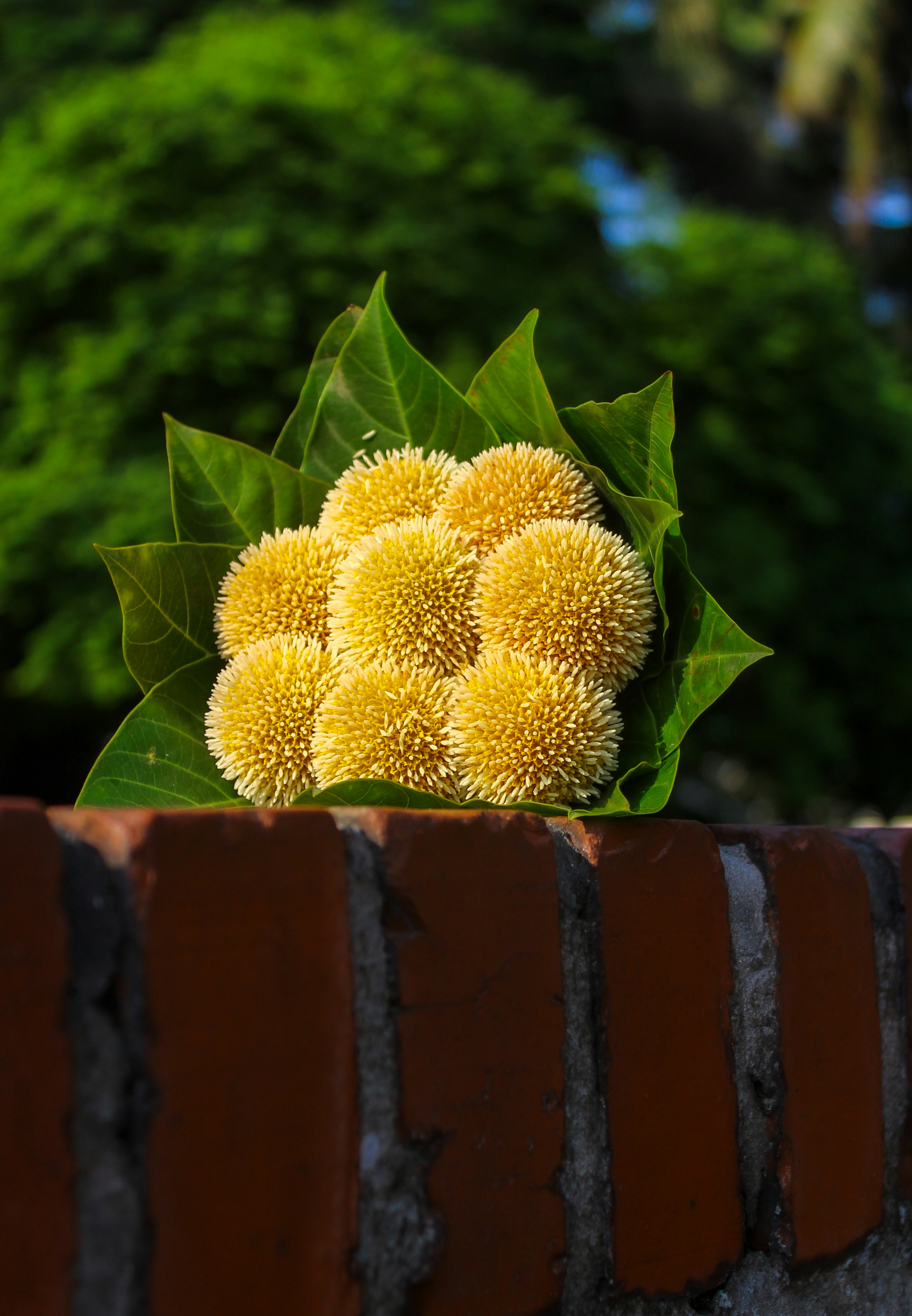 Golden Pomander: Sunlit Bunch Resting on a Brick Wall