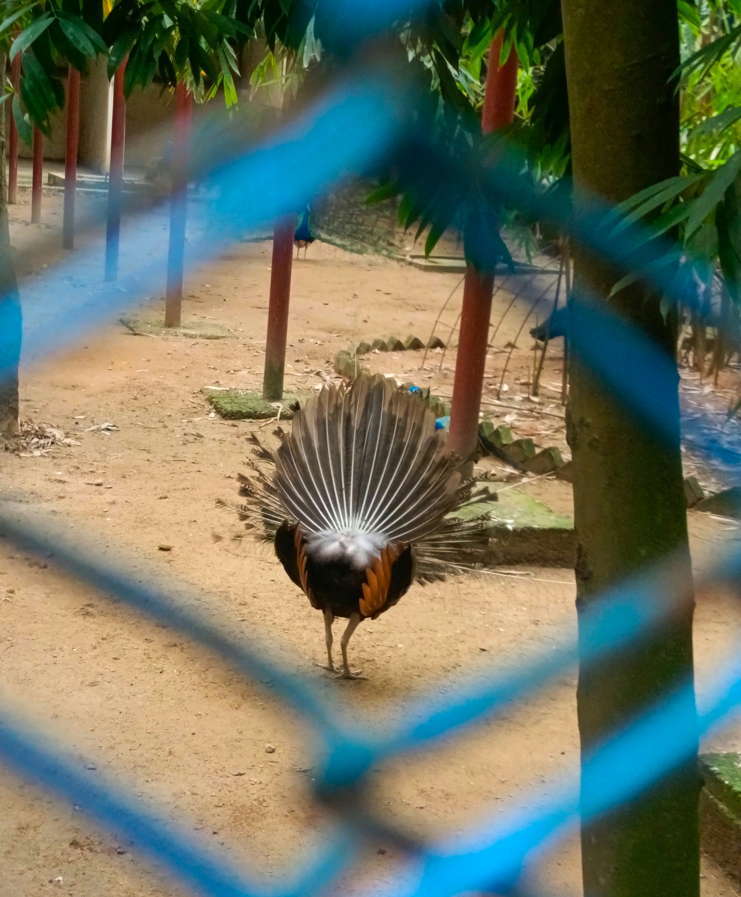 Blue Fence Framing the Strutting Bird