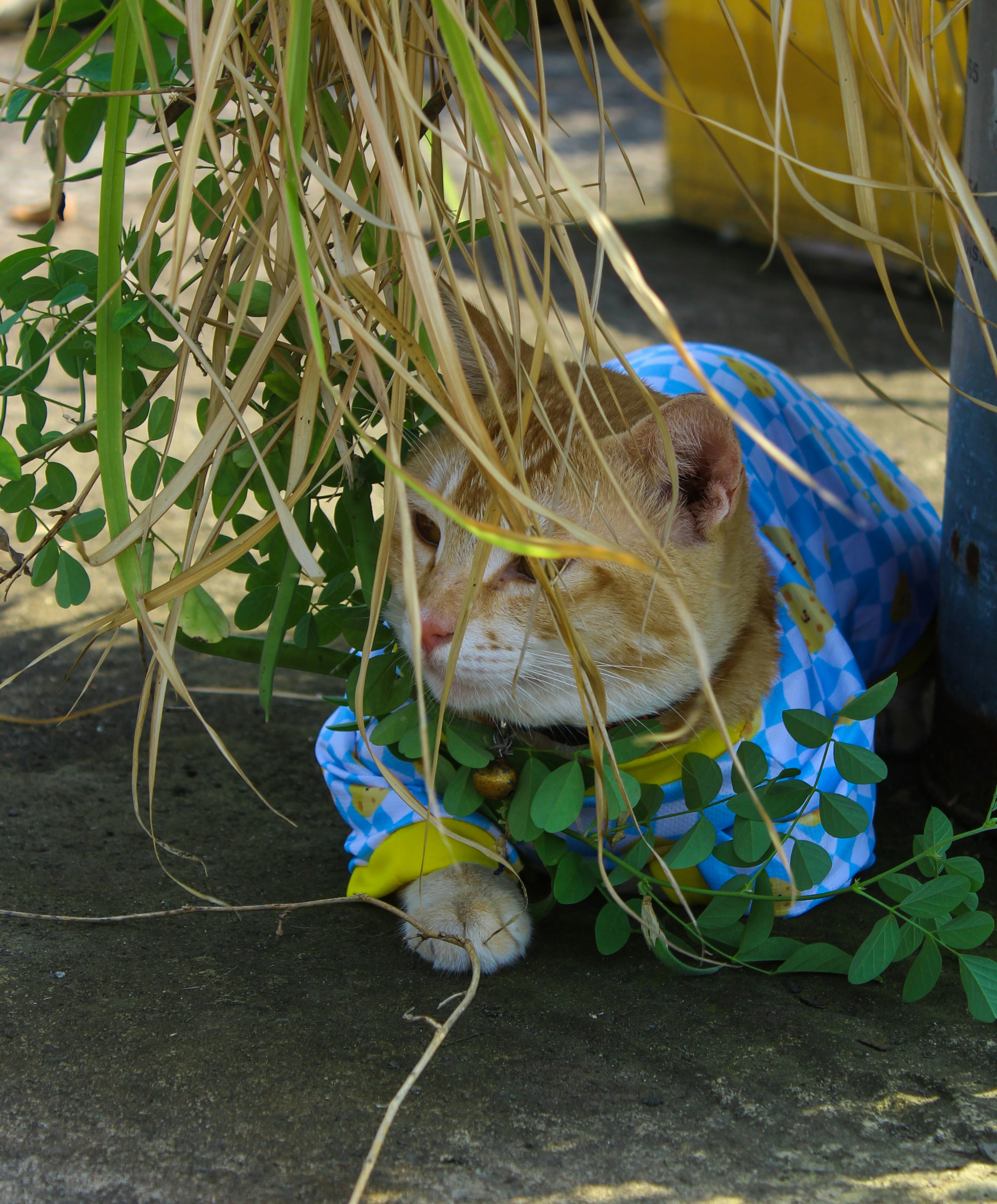Ginger cat in blue shirt hiding under dry foliage.