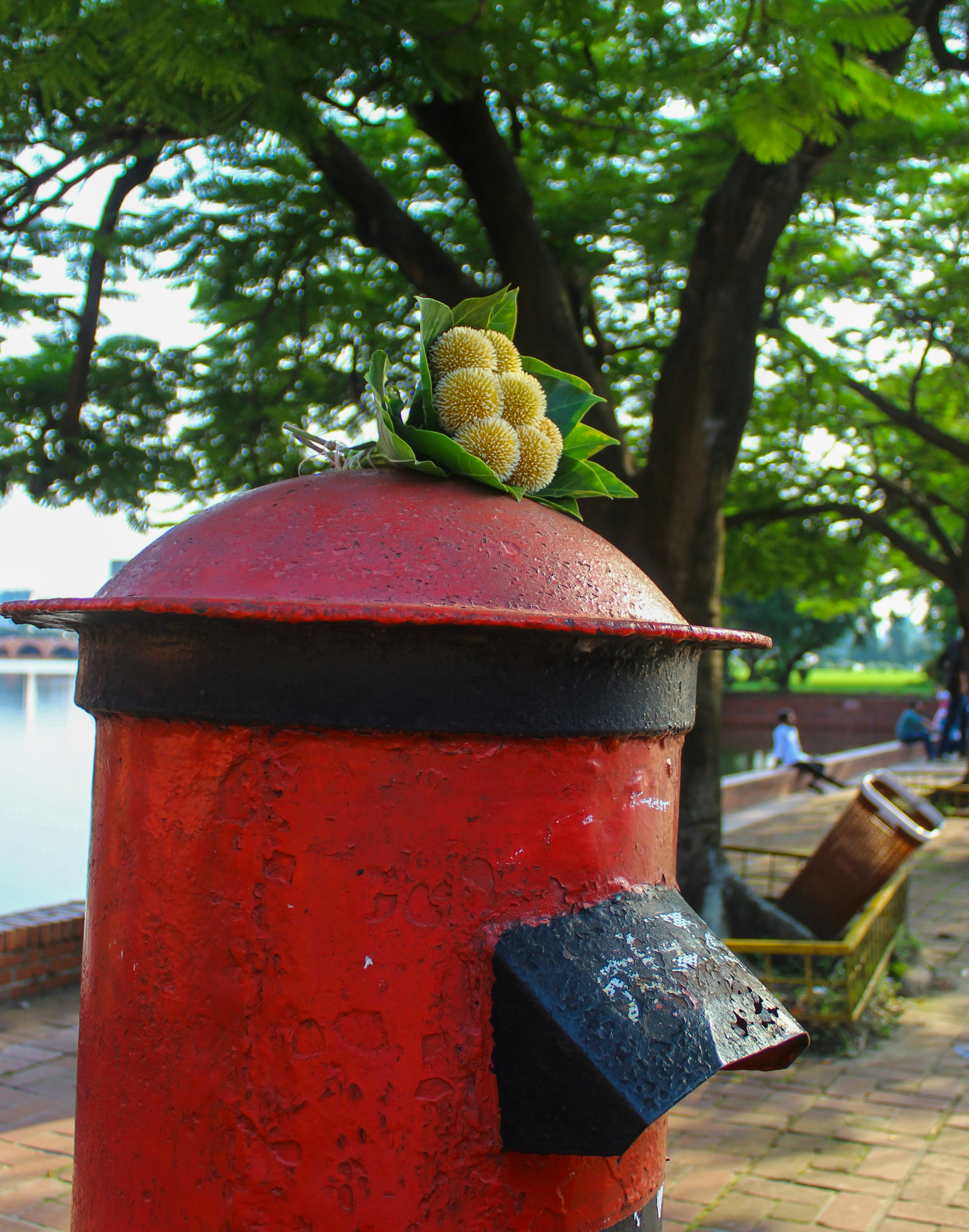 Red Sentinel by the Lake: A Fire Hose Mushroom Head in Morning Light