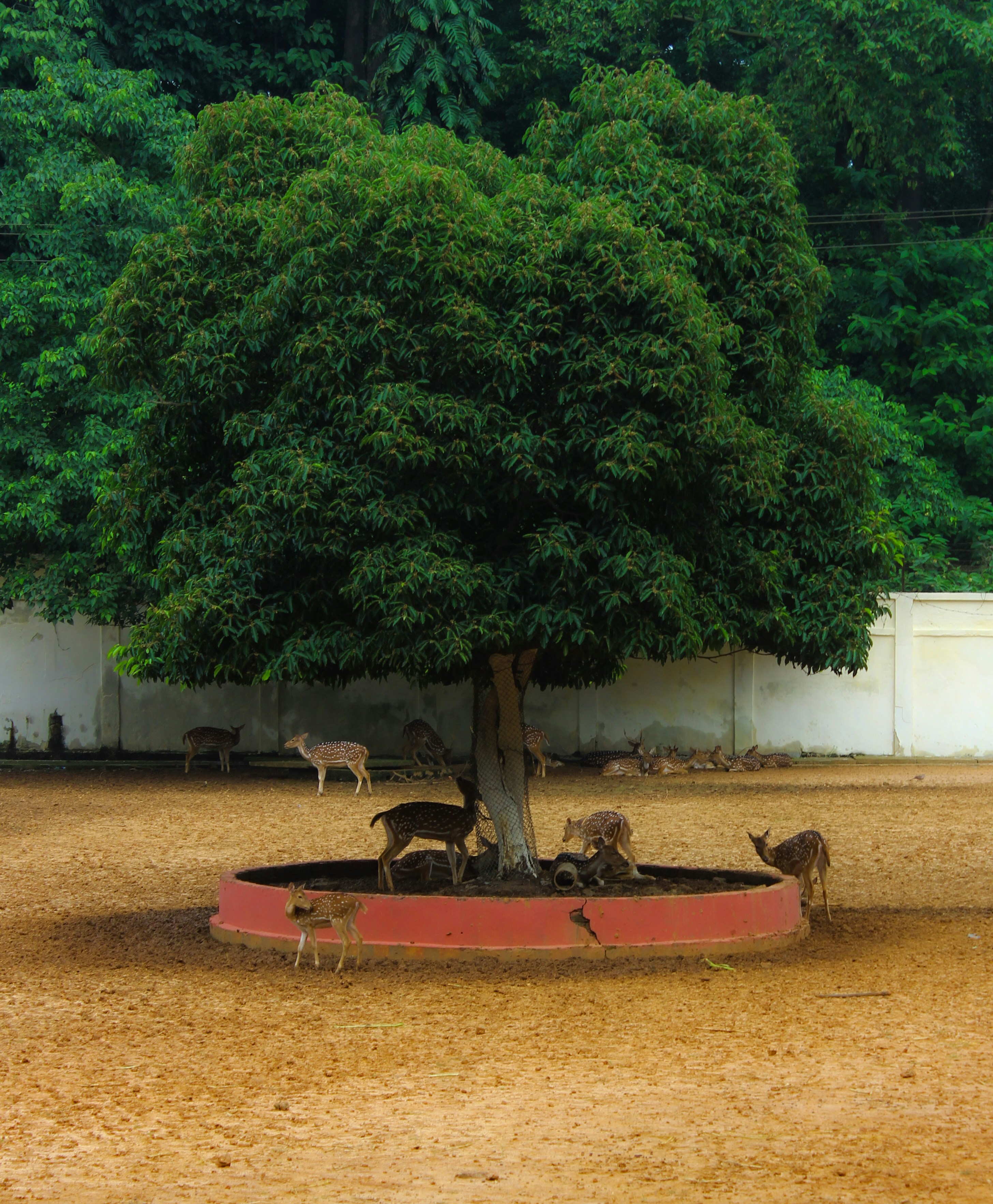Tree in a circular planter, deer silhouettes at dusk