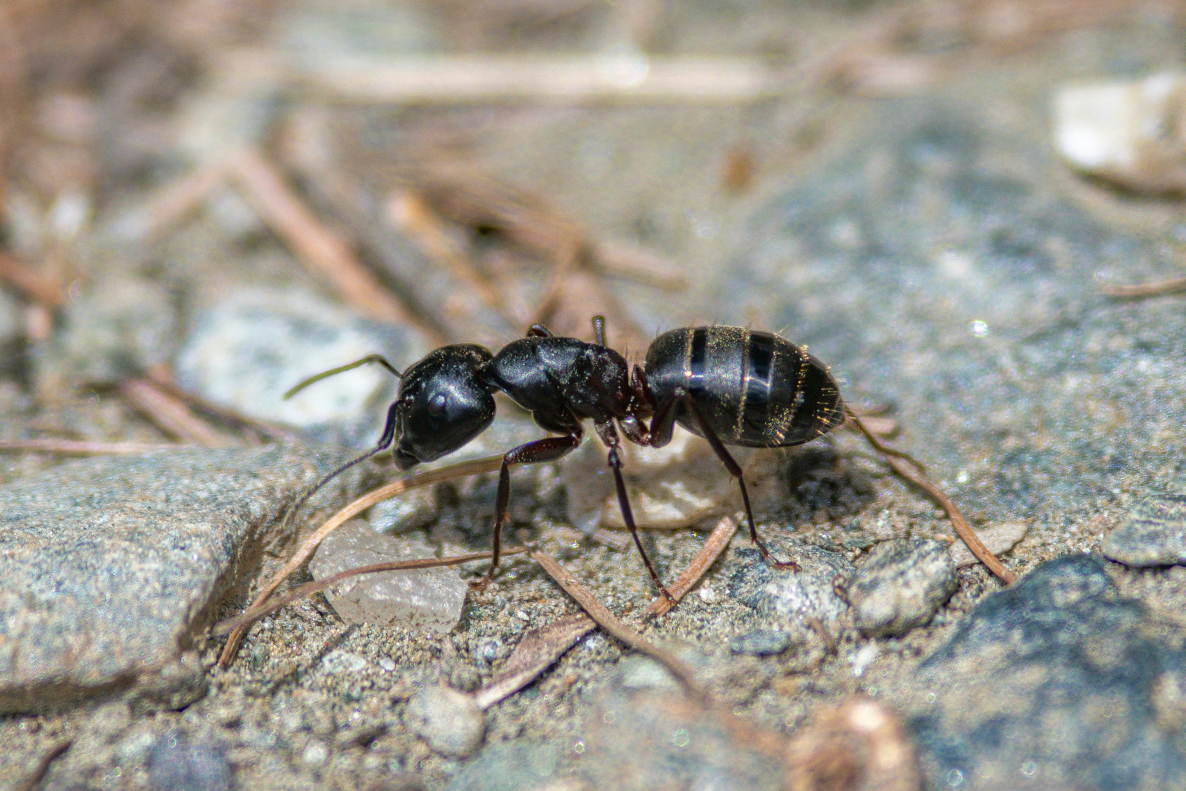 Bold forager on rocky terrain: a close-up of a black ant
