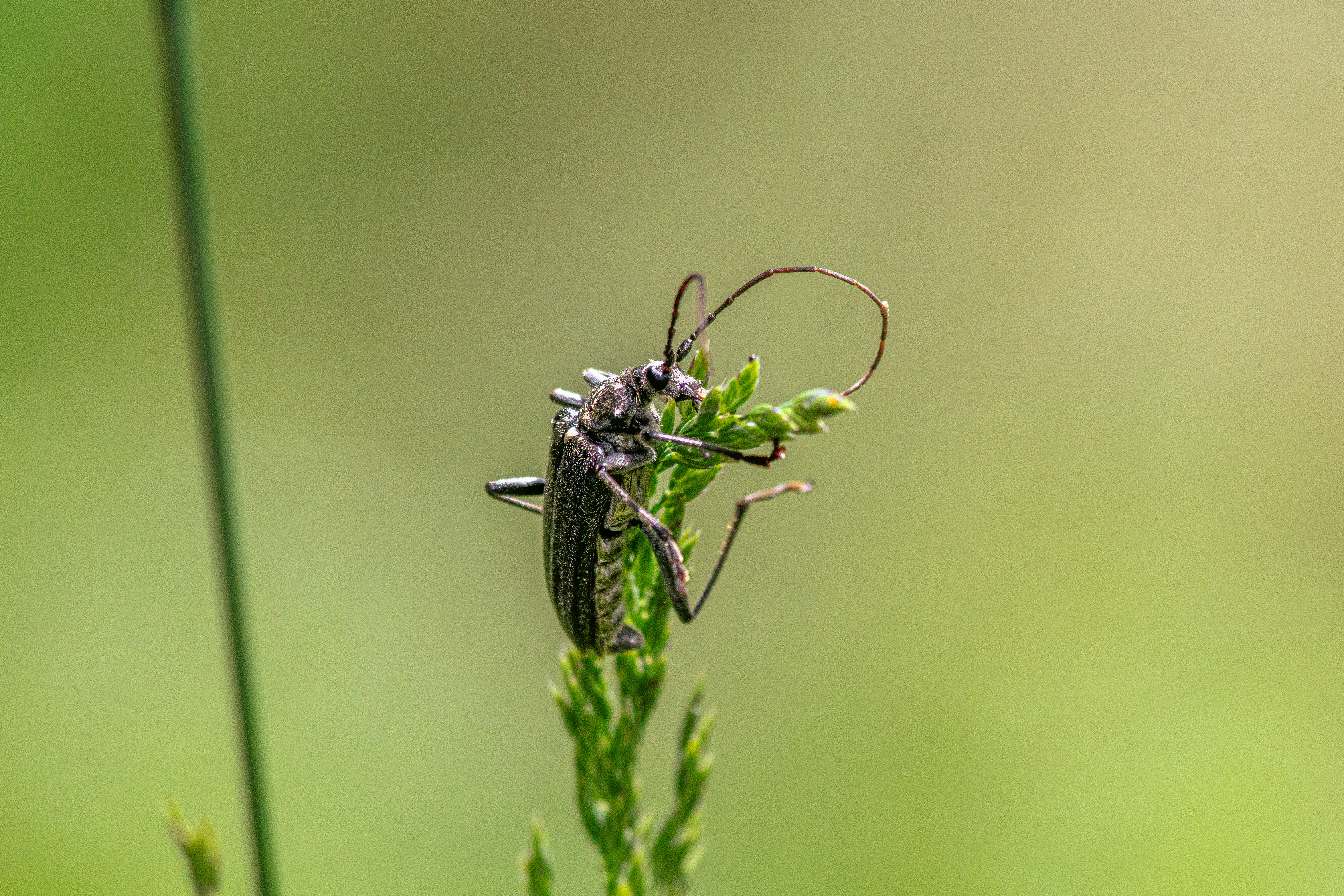 Macro moment: a beetle perched on a delicate stem against a soft green backdrop