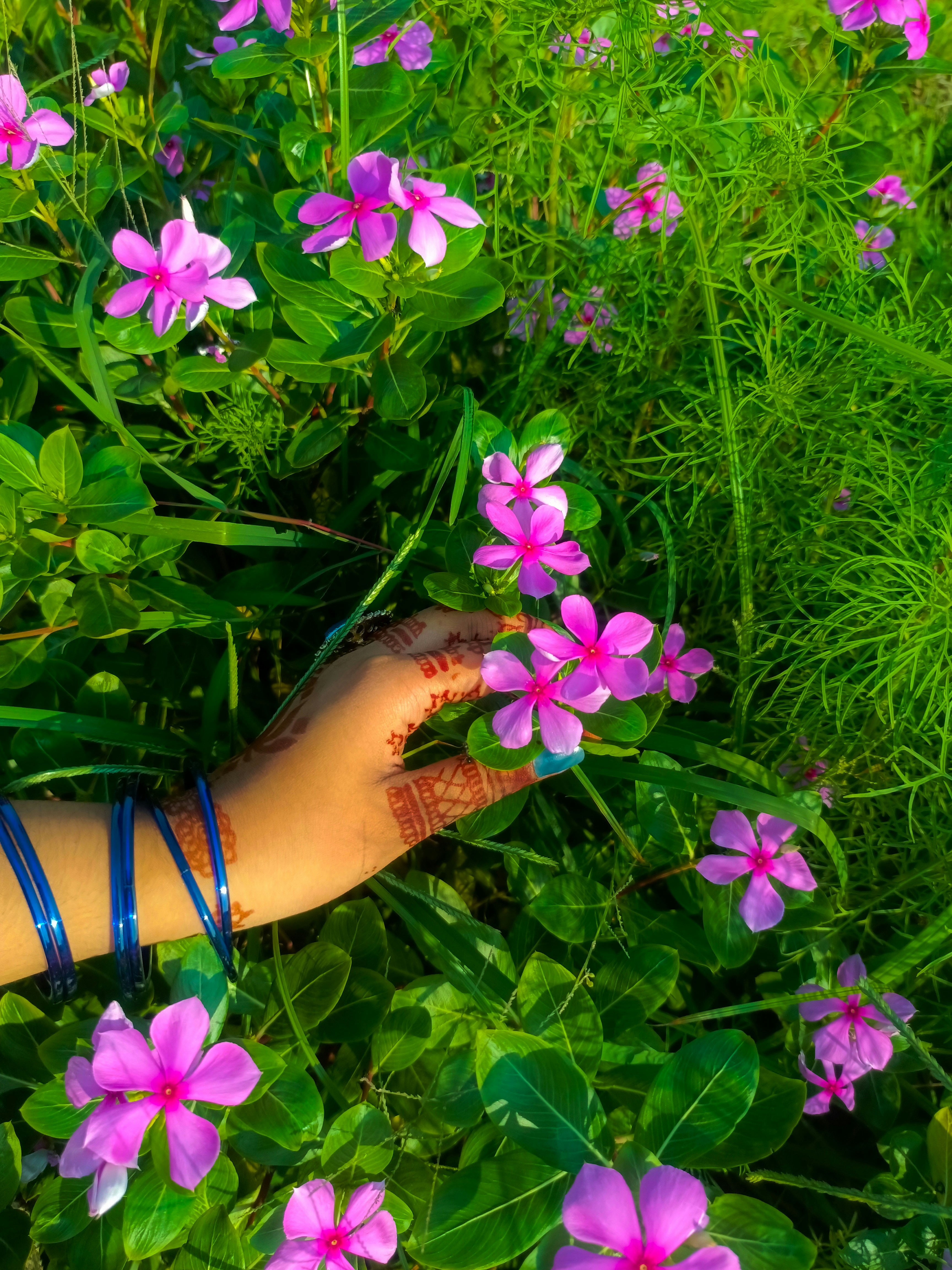 Hand with henna and bangles among vibrant pink flowers.