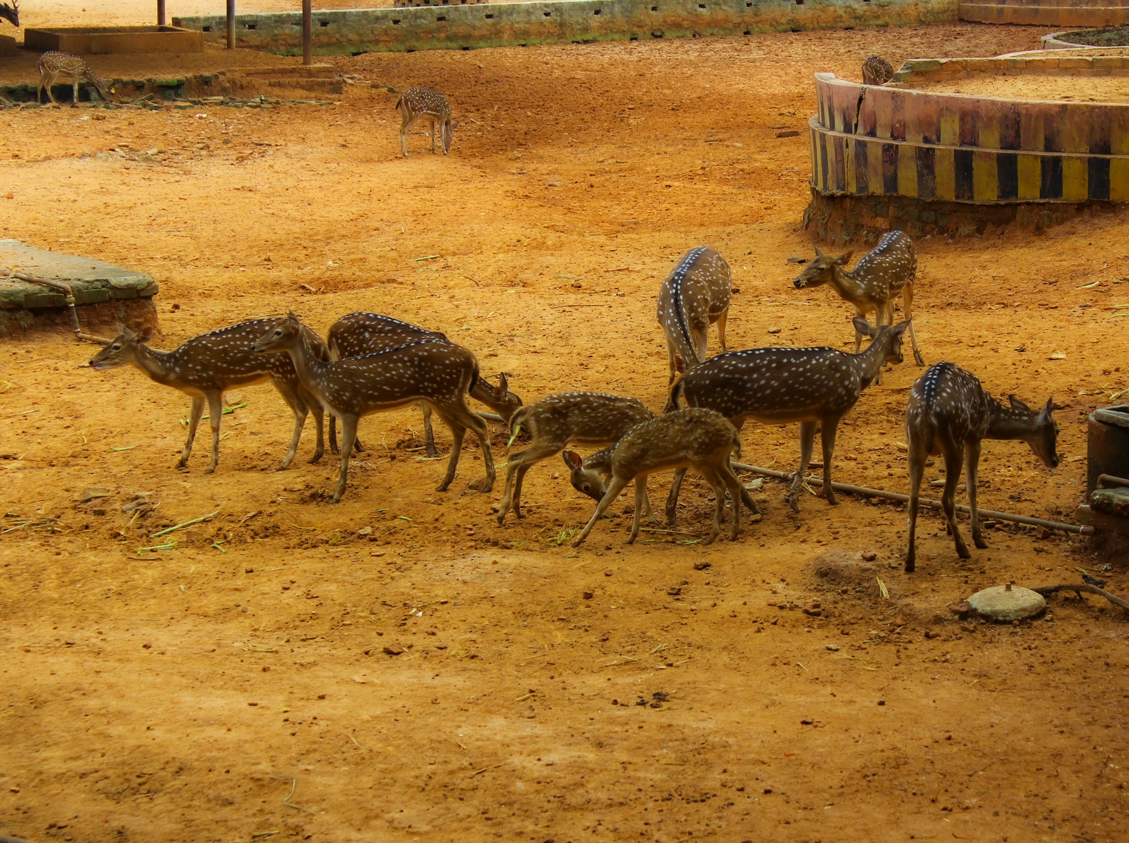 Herd of Spotted Deer on sunbaked earth by a Circular Barrier