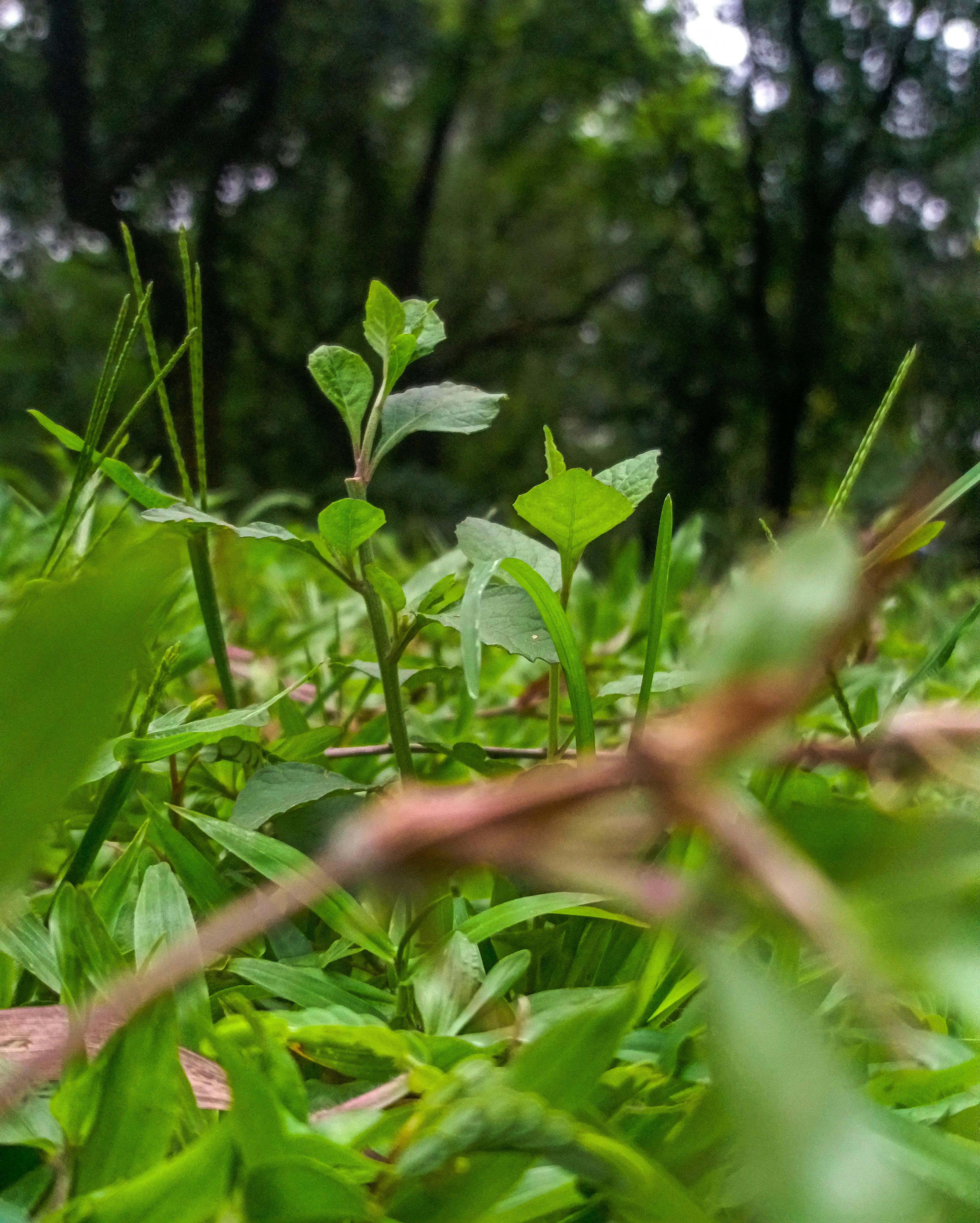 Vibrant green leaves and stems emerge from a low-lying foreground, with a blurred natural background showing a wooded area.
