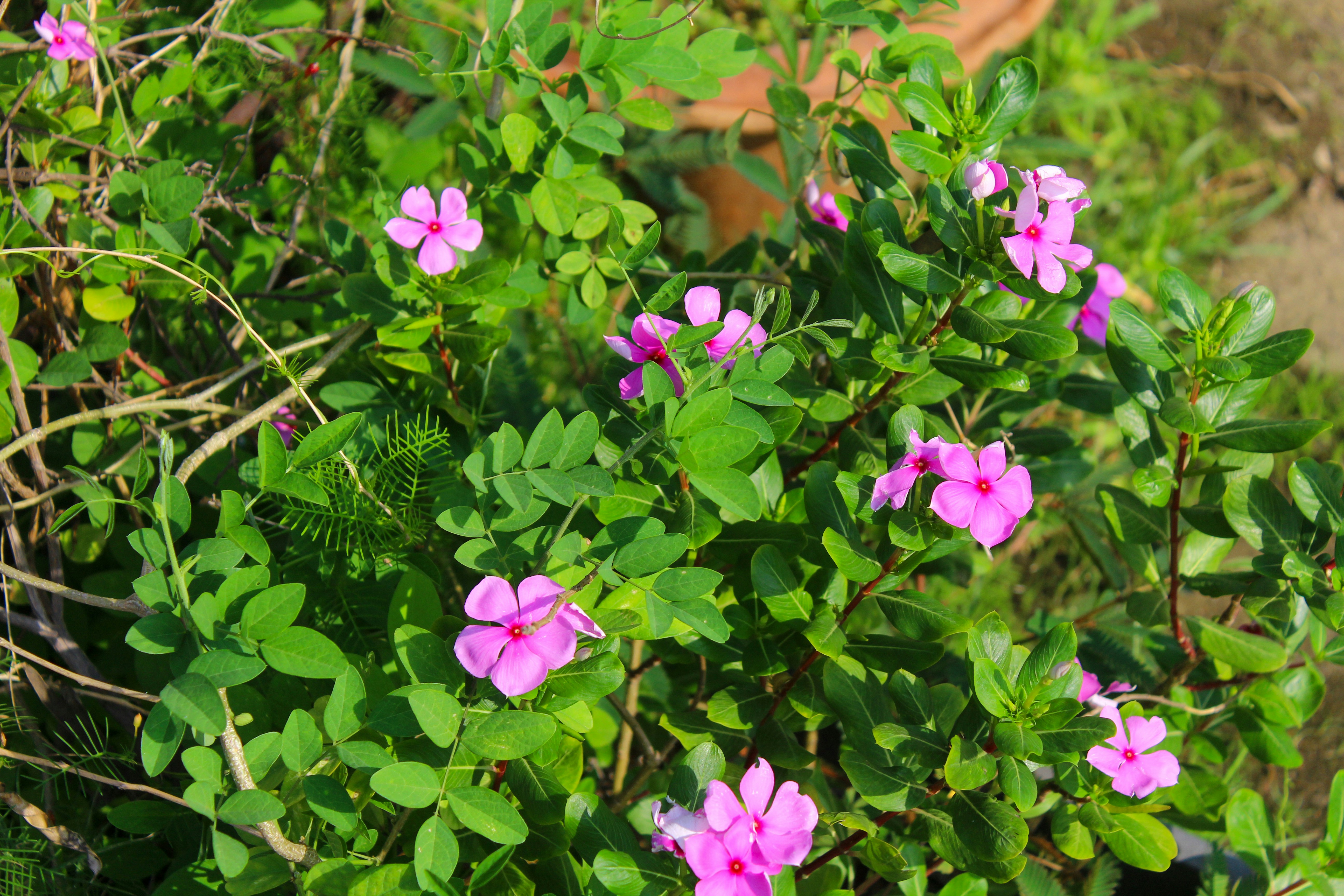 Pink Flowers in Sunlit Green Labyrinth