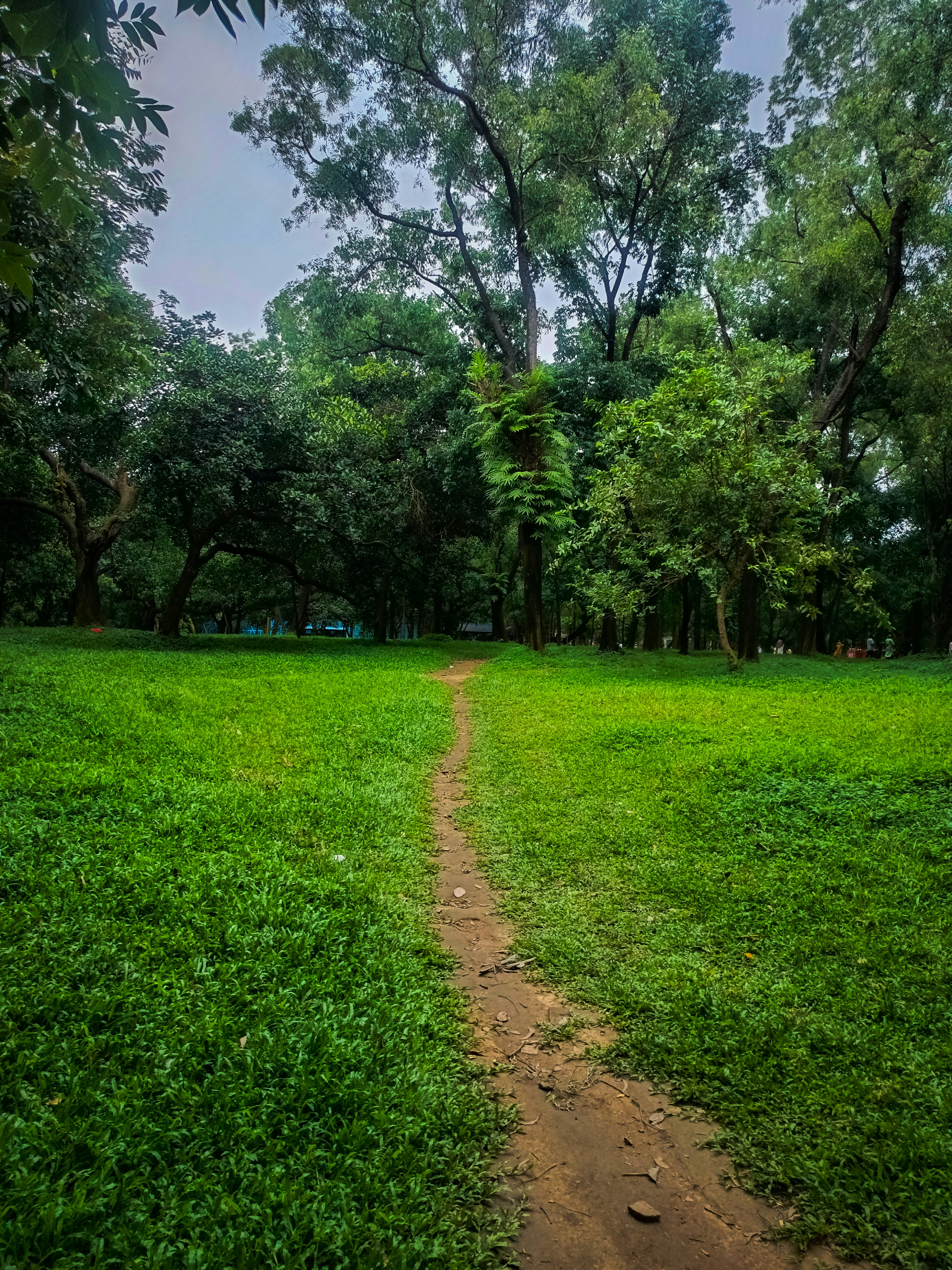 Sunlit Path Through a Lush Park