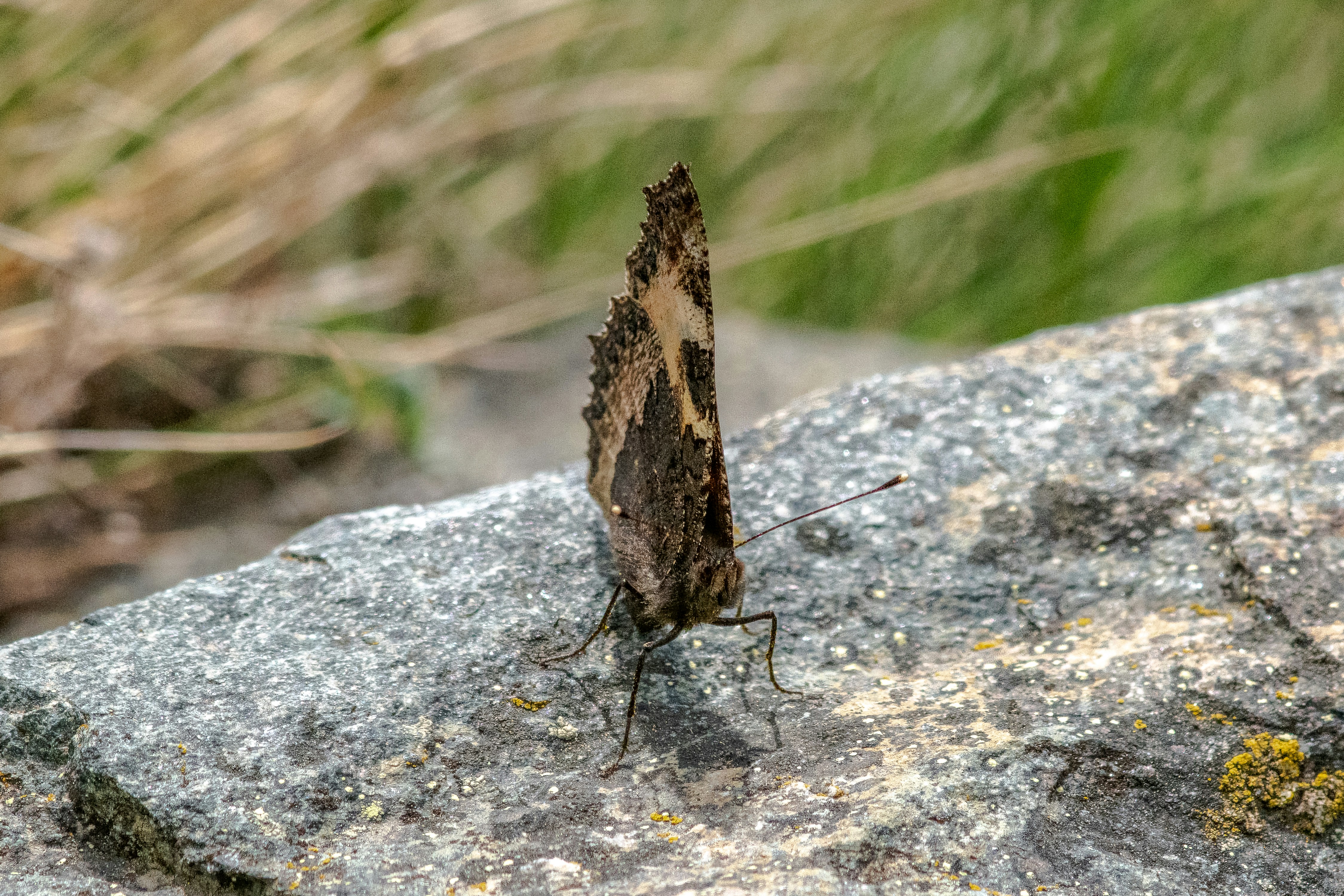 Camouflaged Comet: A Camber-winged Lizard Butterfly on a Weathered Rock