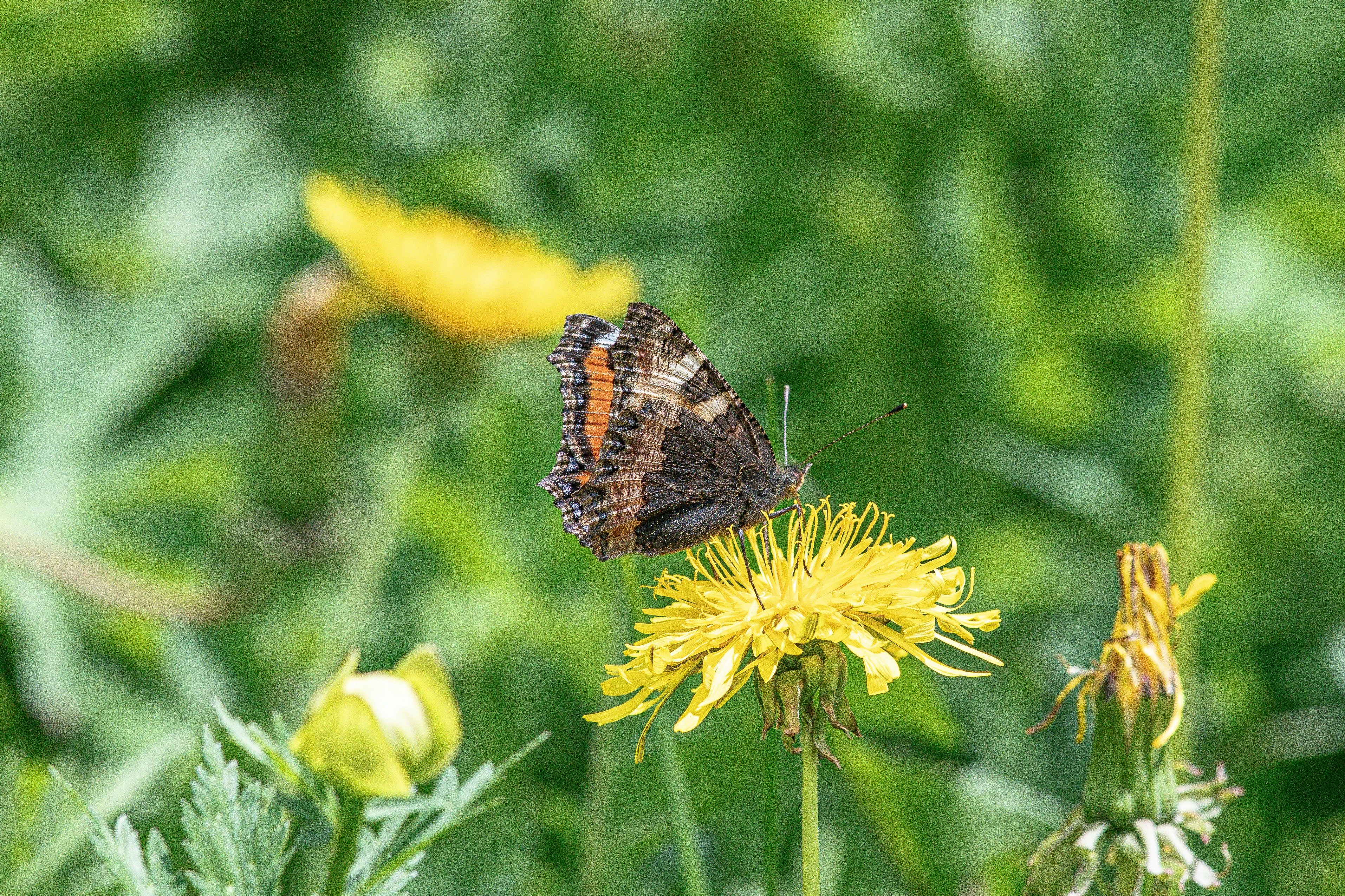 Orange‑trimmed Comma on a Sunlit Dandelion