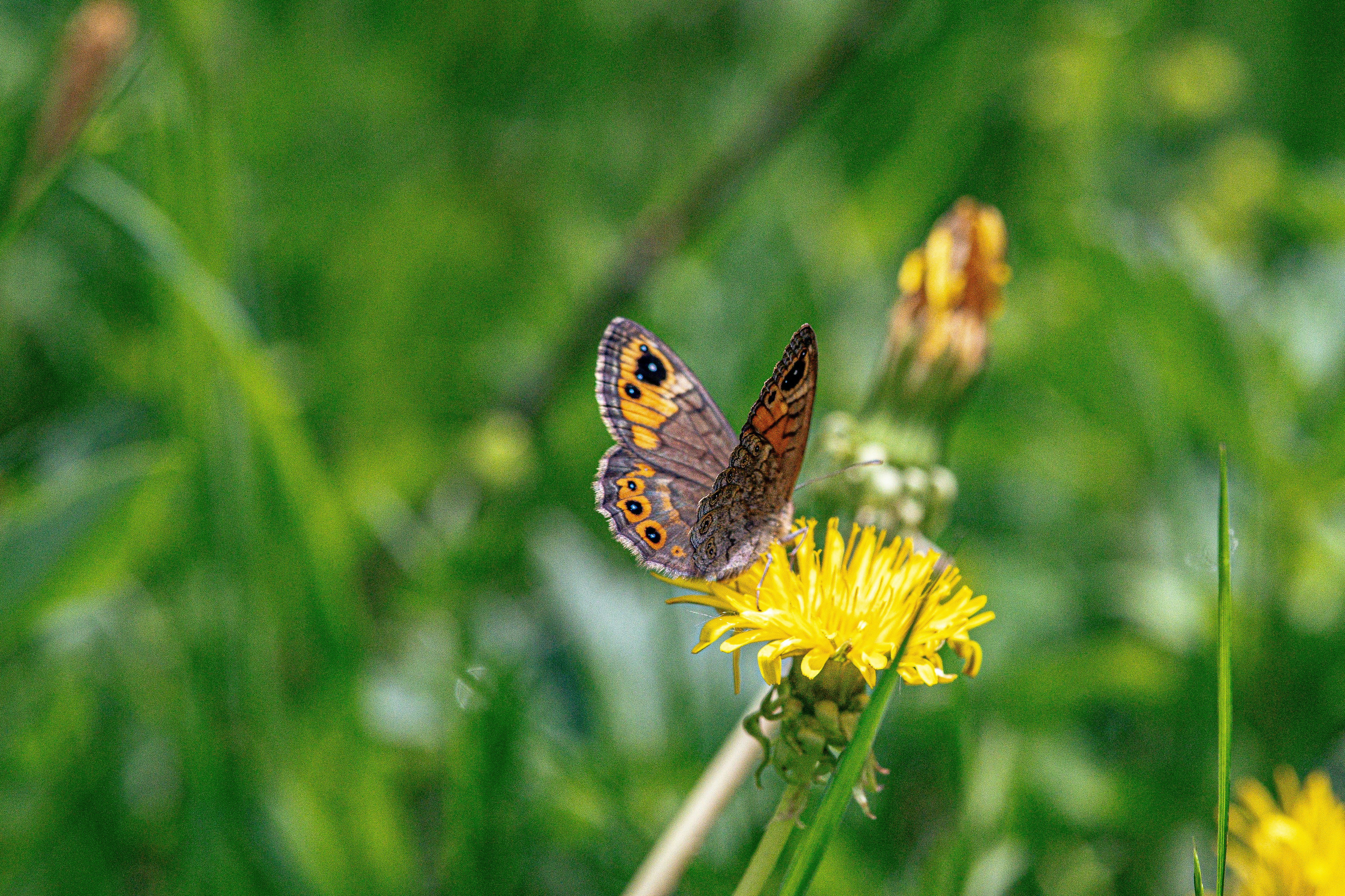 Butterfly on a Sunlit Yellow Bloom in a Lush Meadow