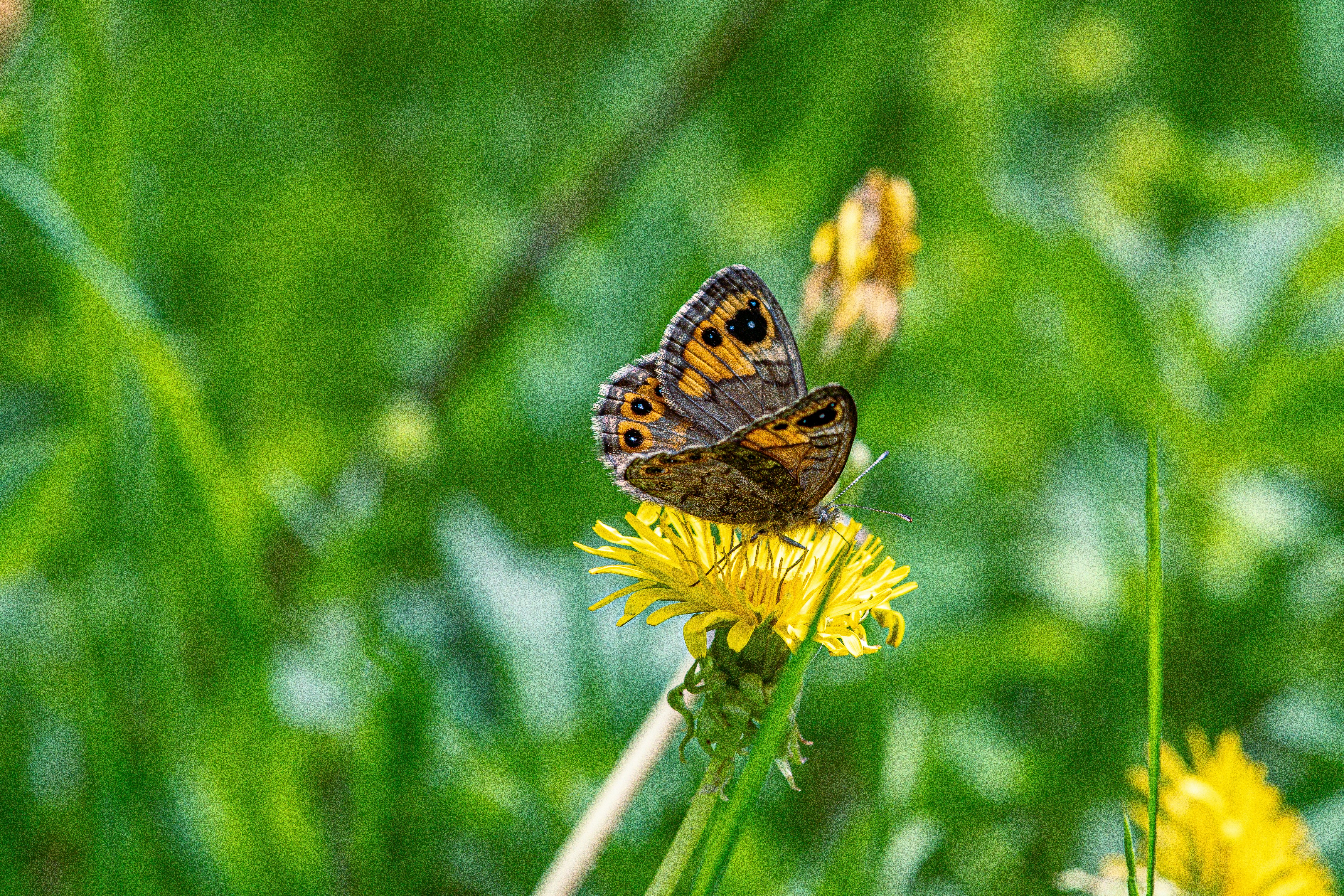Butterfly on a Sunlit Dandelion: A Moment of Delicate Color