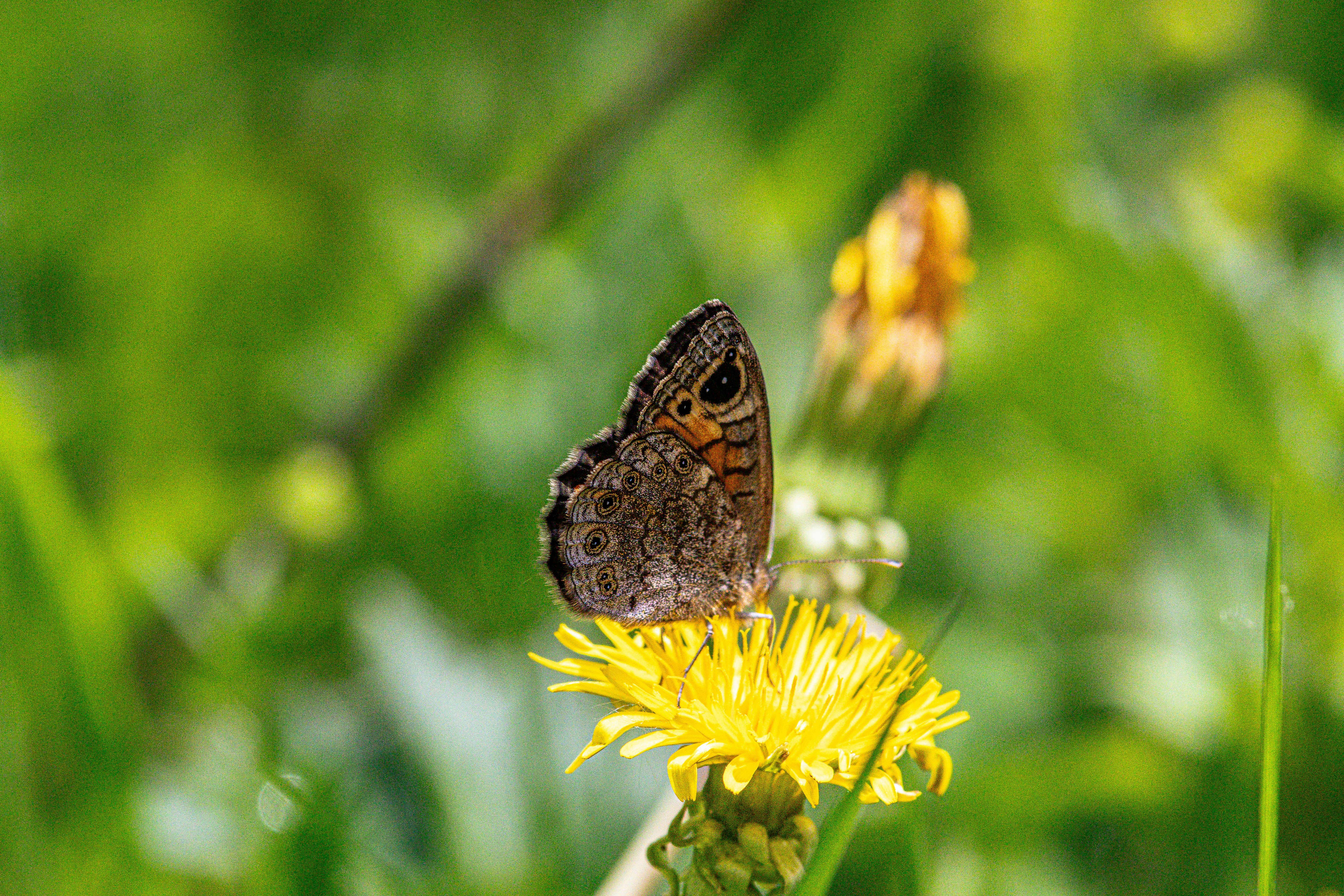 Amber-winged Butterfly Repose on a Golden Dandelion