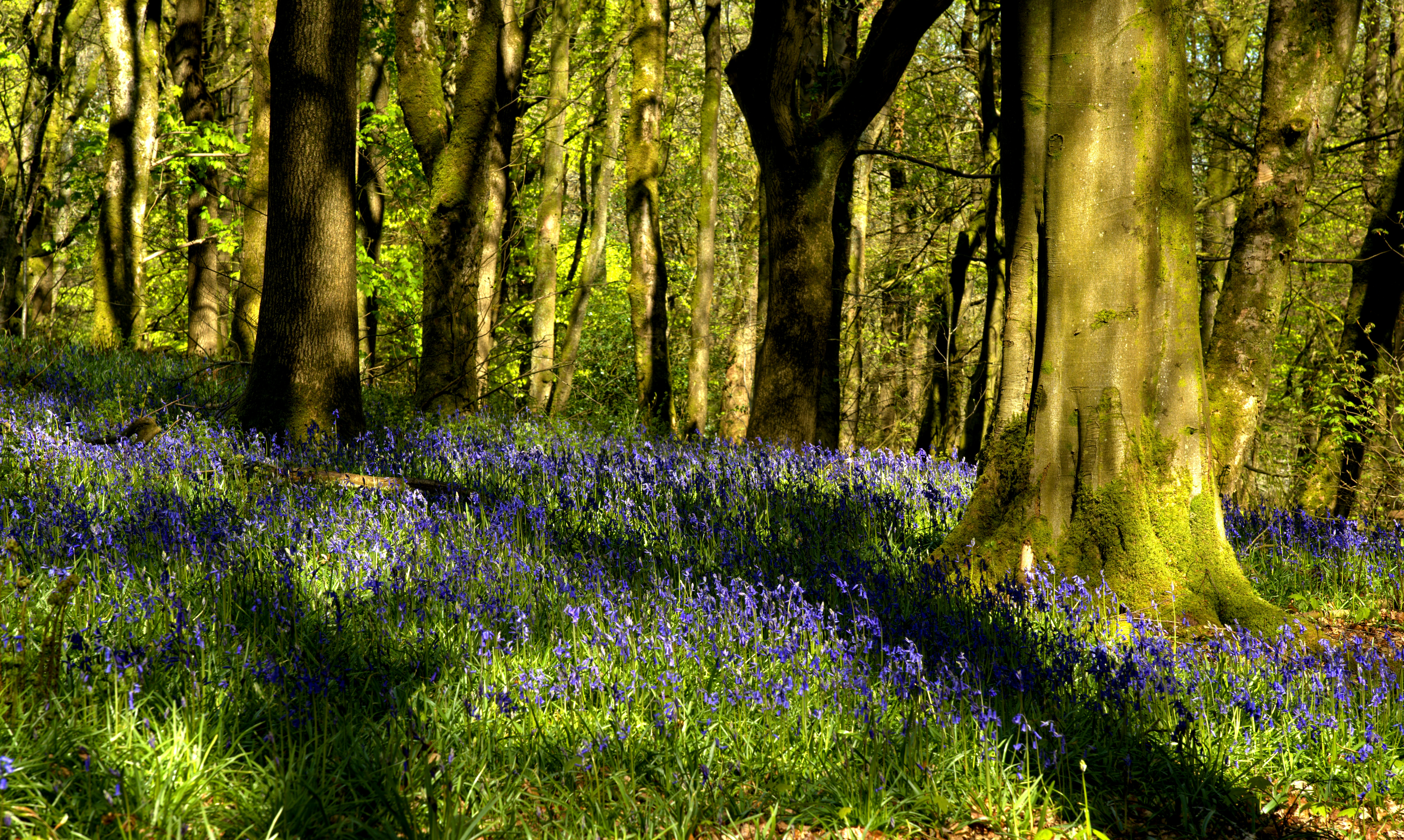 Bluebell Forest: Sunlit Trunk Corridor
