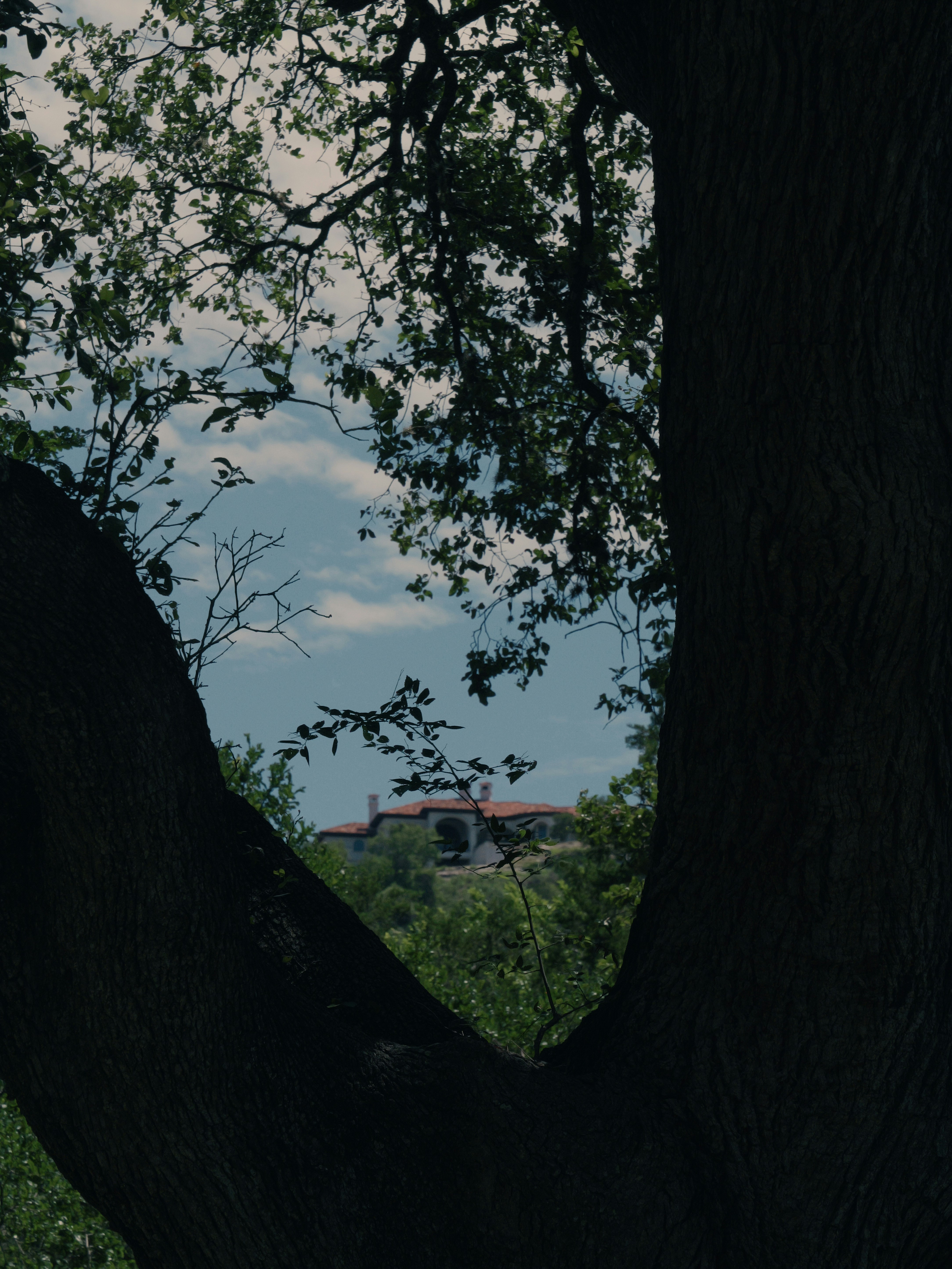 Center of the Arch: Framing a Hidden Town Through a Tree Trunk