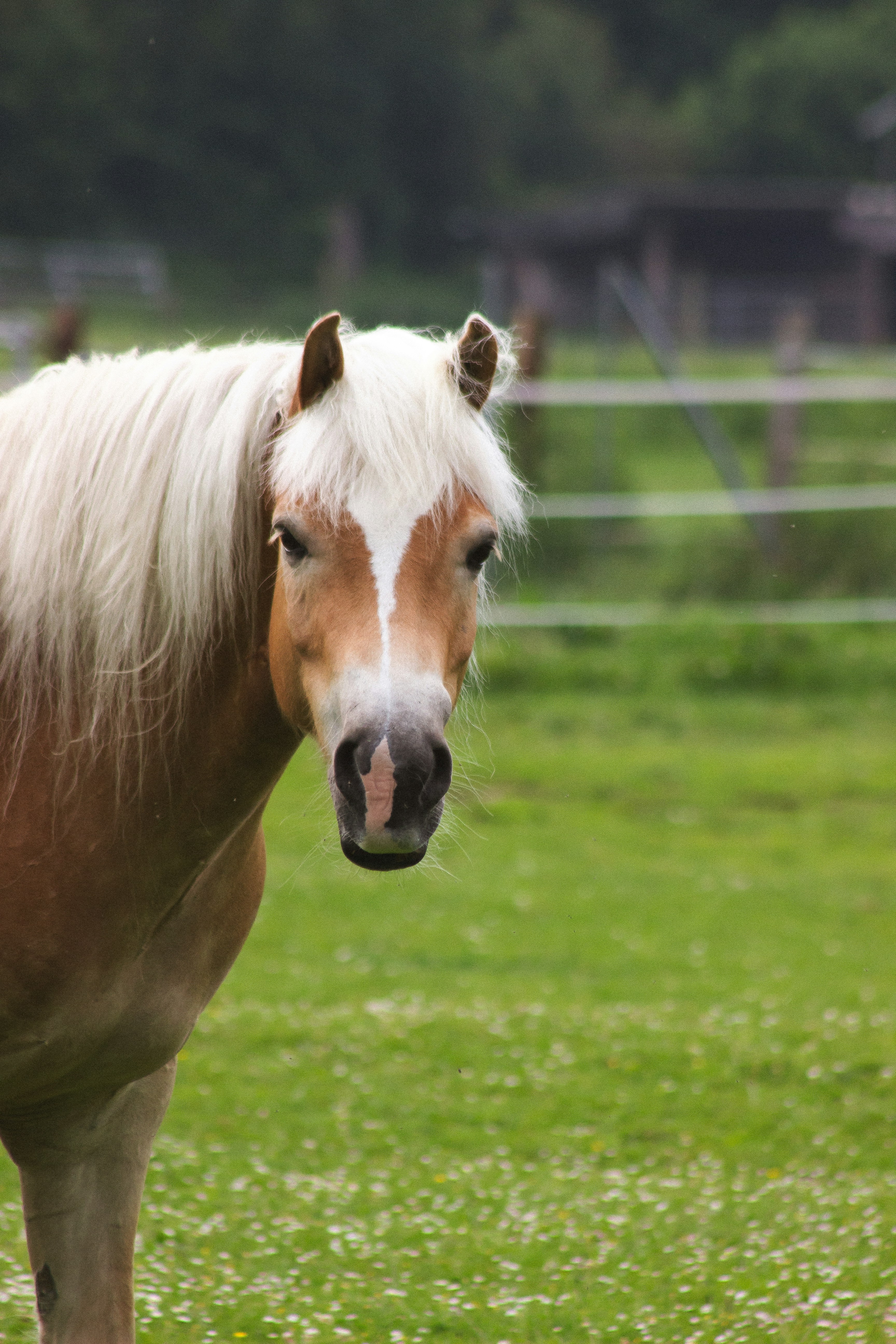Portrait of a Palomino in a Green Pasture