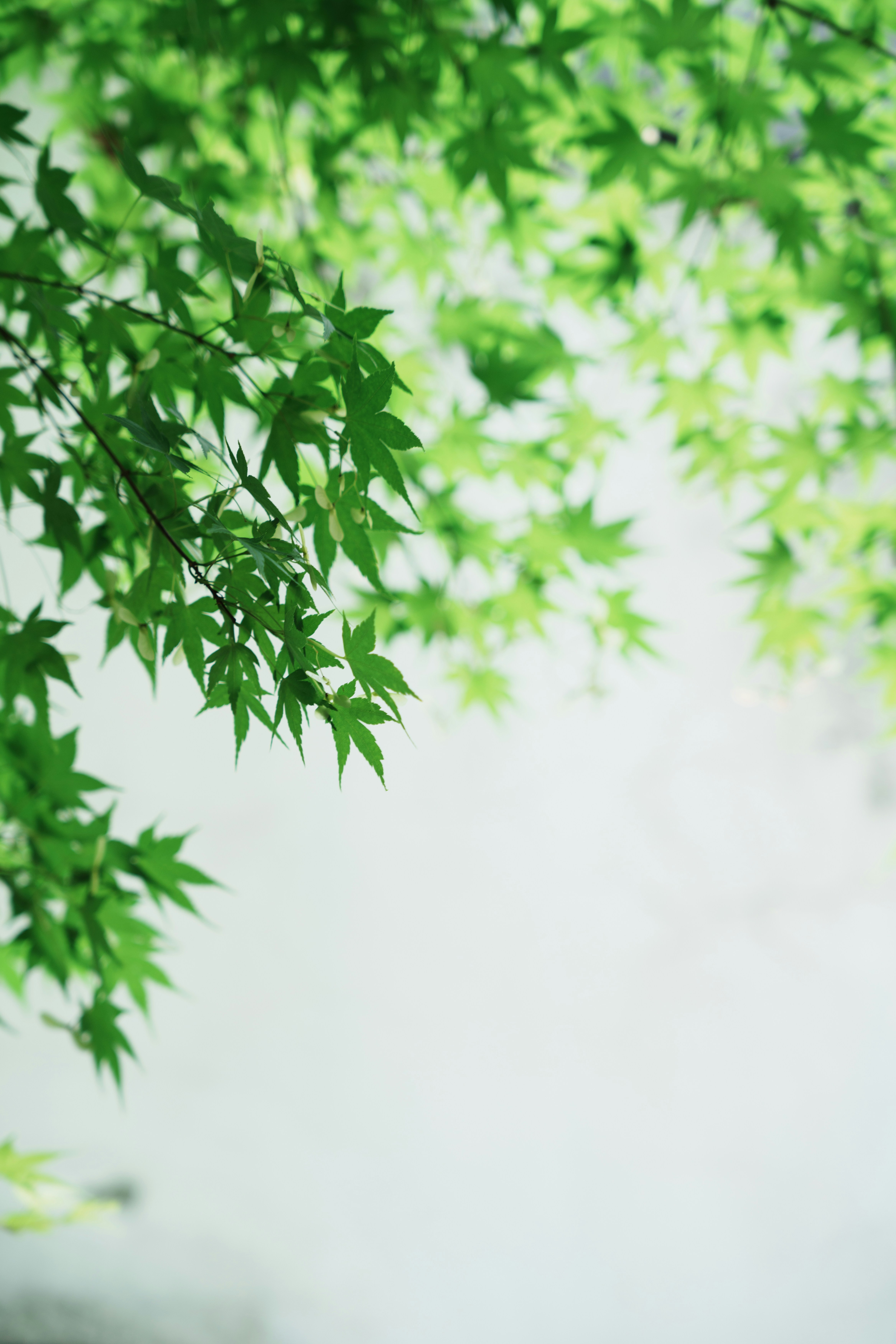 Emerging Verdure: Maple Fronds Framing a Gentle Backlit Blur