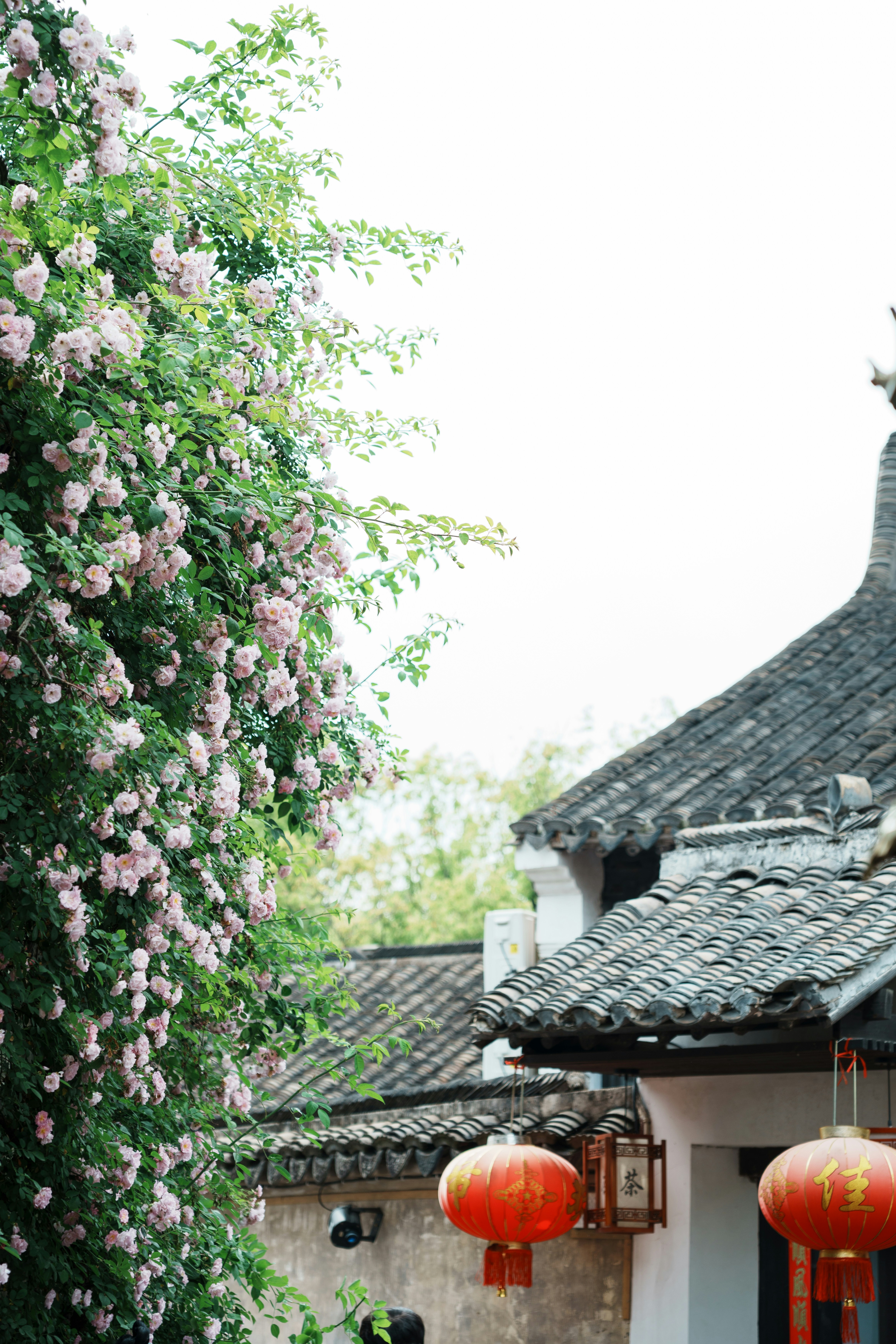 Pink Bouquets Beside Traditional Rooflines