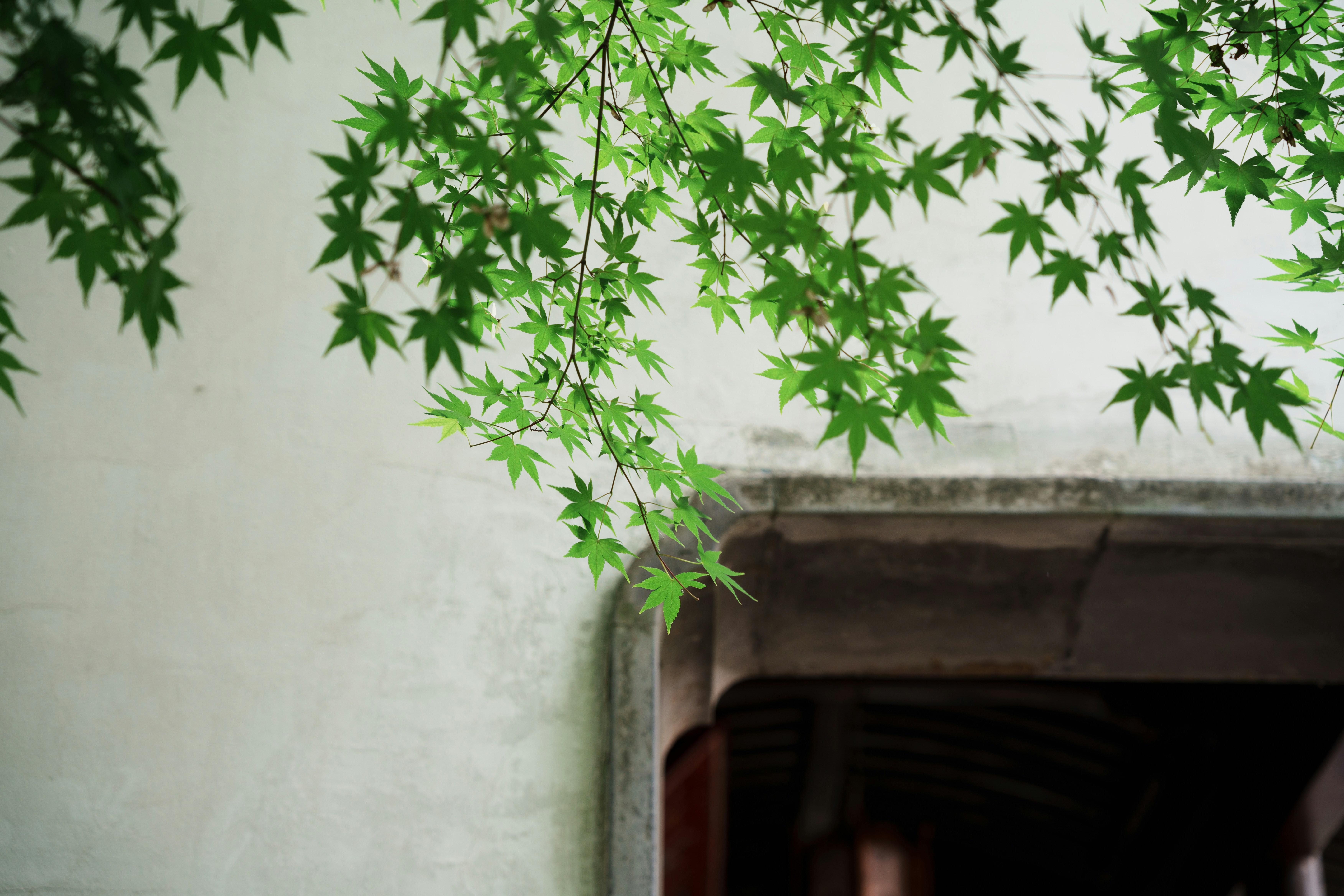 Green Maple Cascade at the Threshold