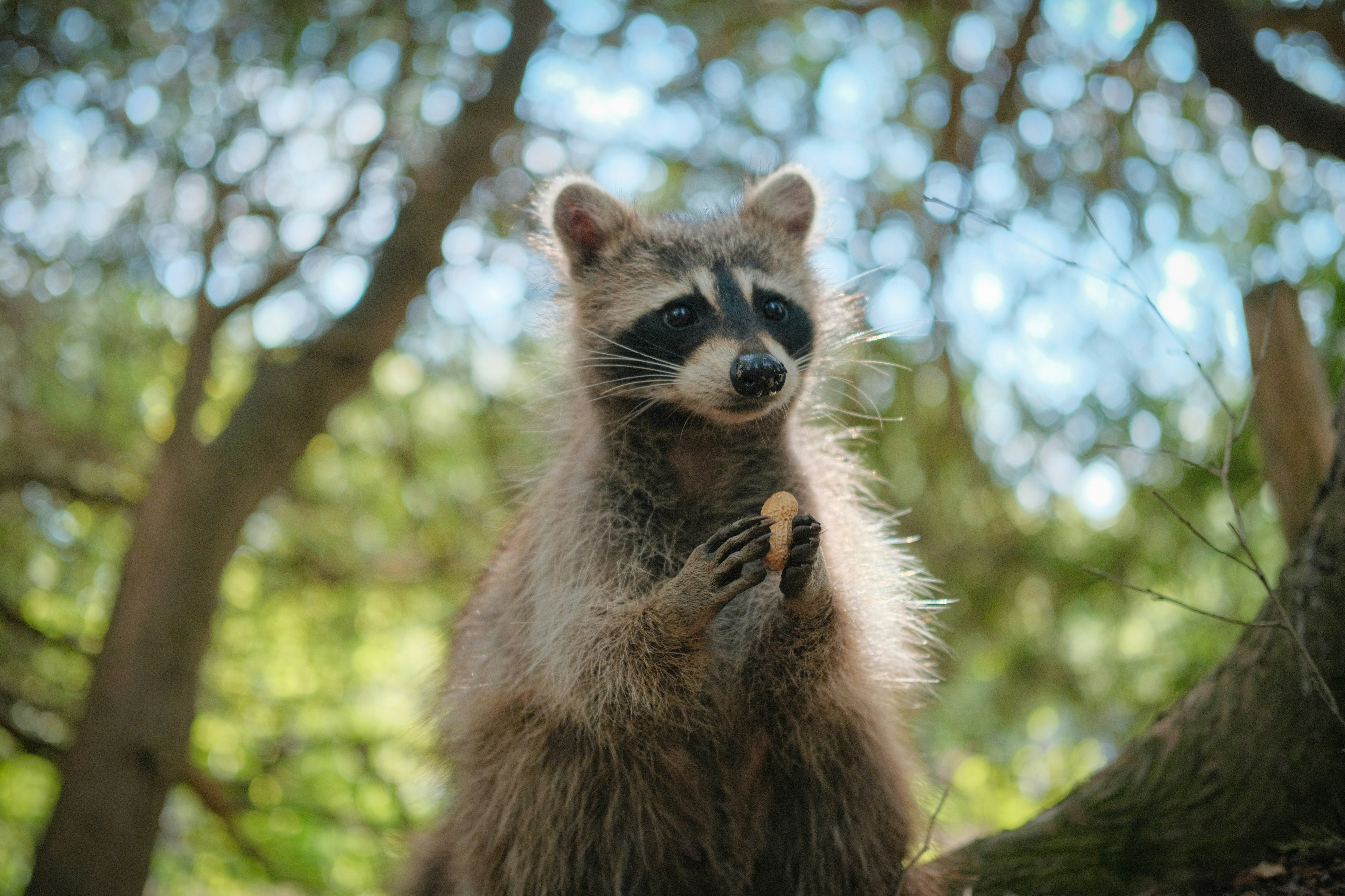 Curious Ringtail in the Sunlit Canopy