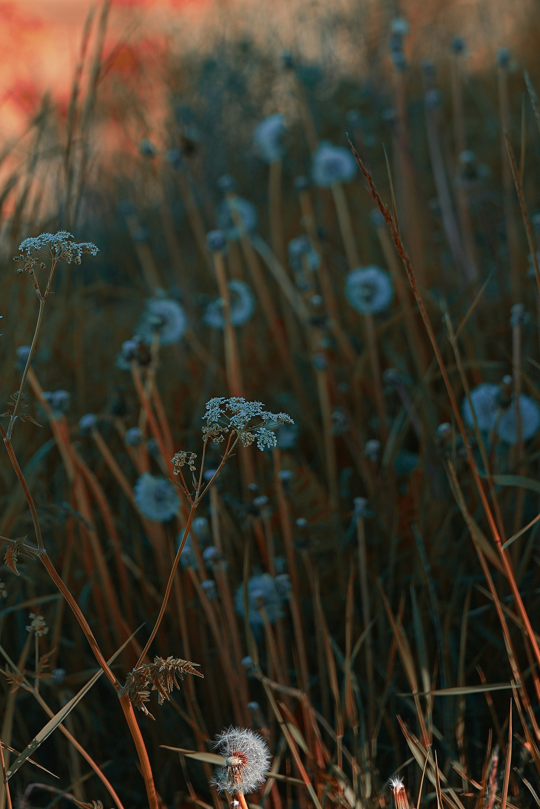 Dried plants and dandelions in a field with warm light.