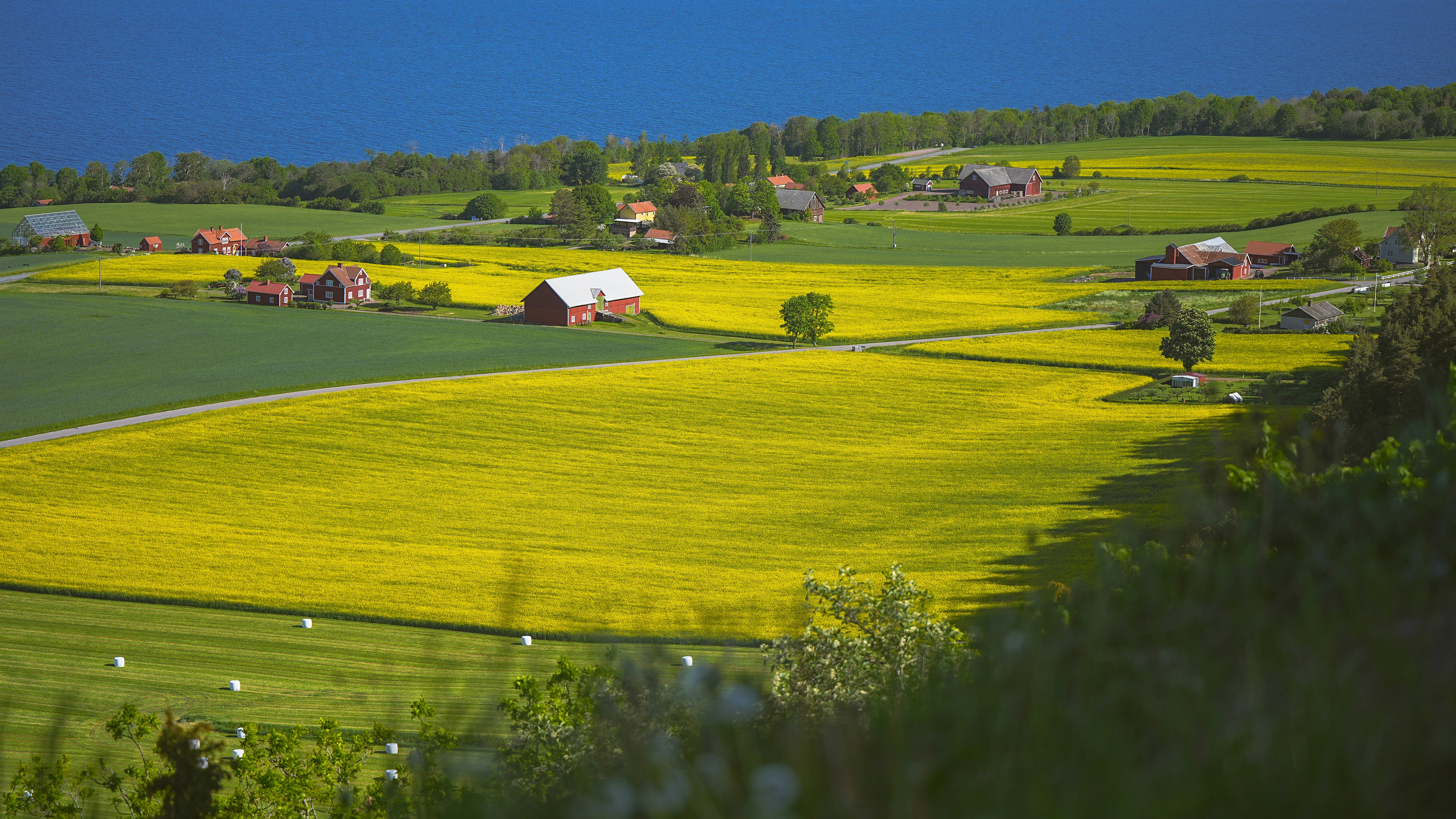 Rolling green hills with vibrant yellow fields and farmhouses.
