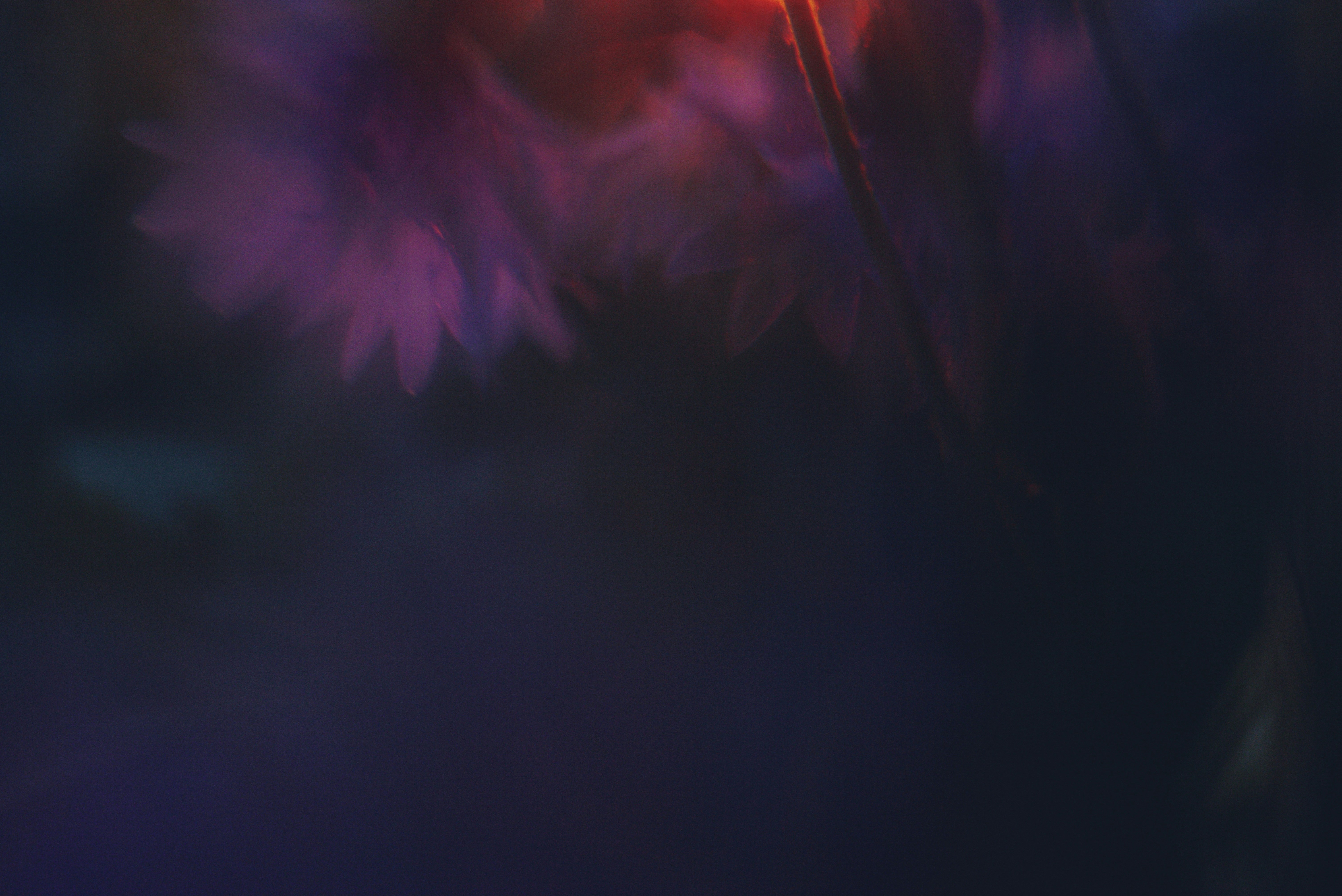 Nebulous Bloom in Violet Twilight