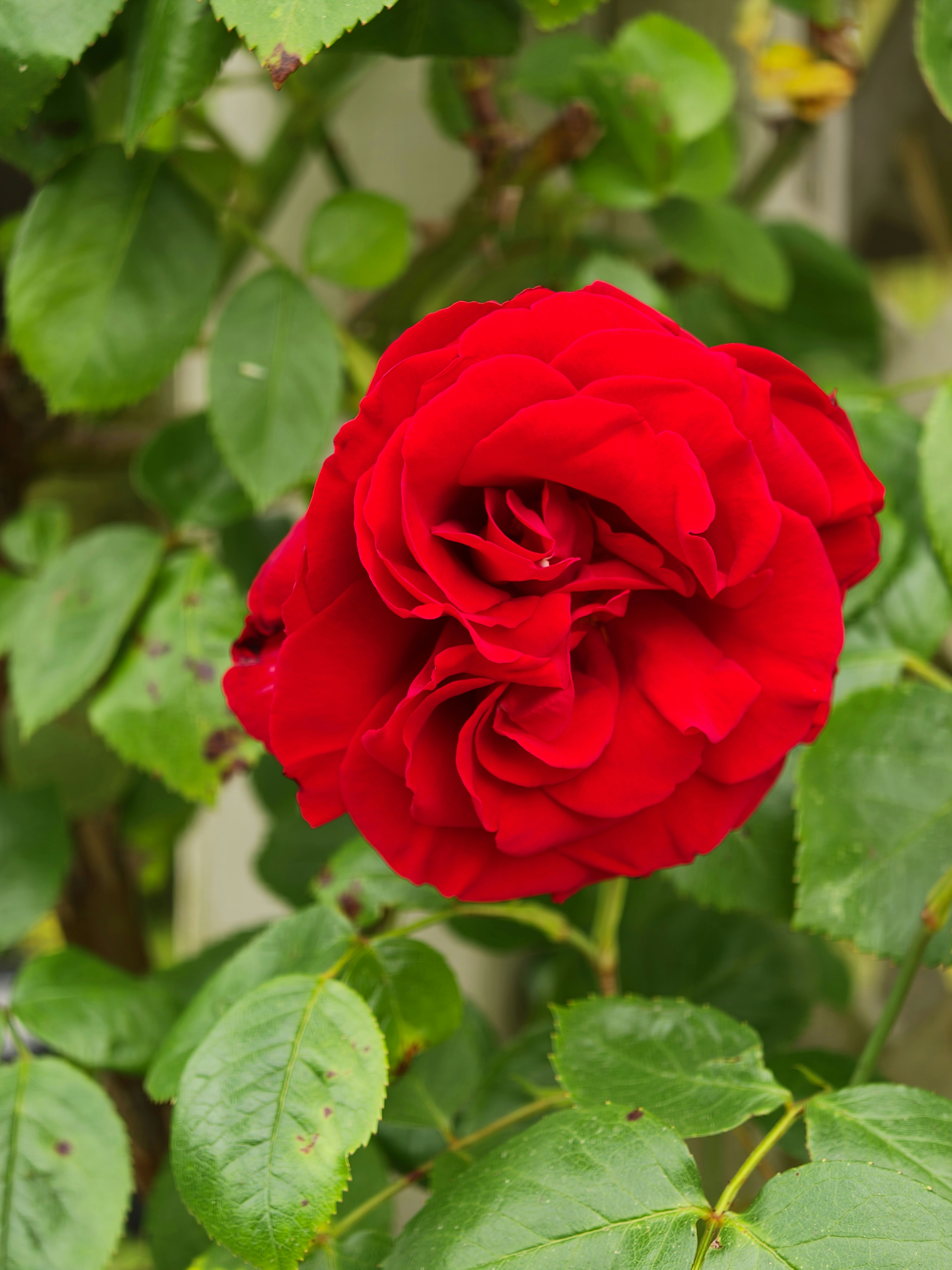 Crimson Bloom: A Rose in Sharp Focus
