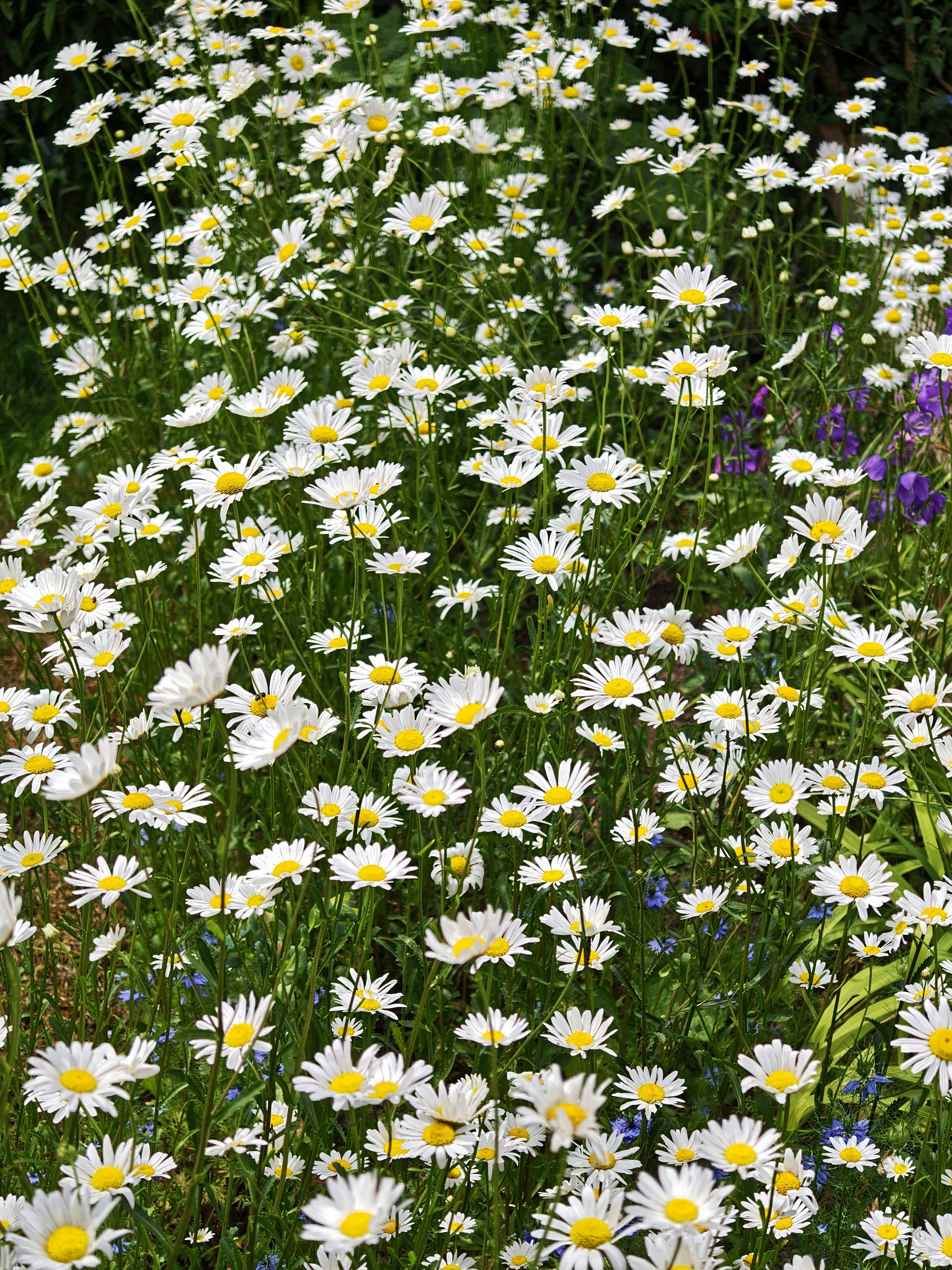 Dense meadow of white daisies with yellow centers, interspersed with a few purple flowers, captured in bright daylight.