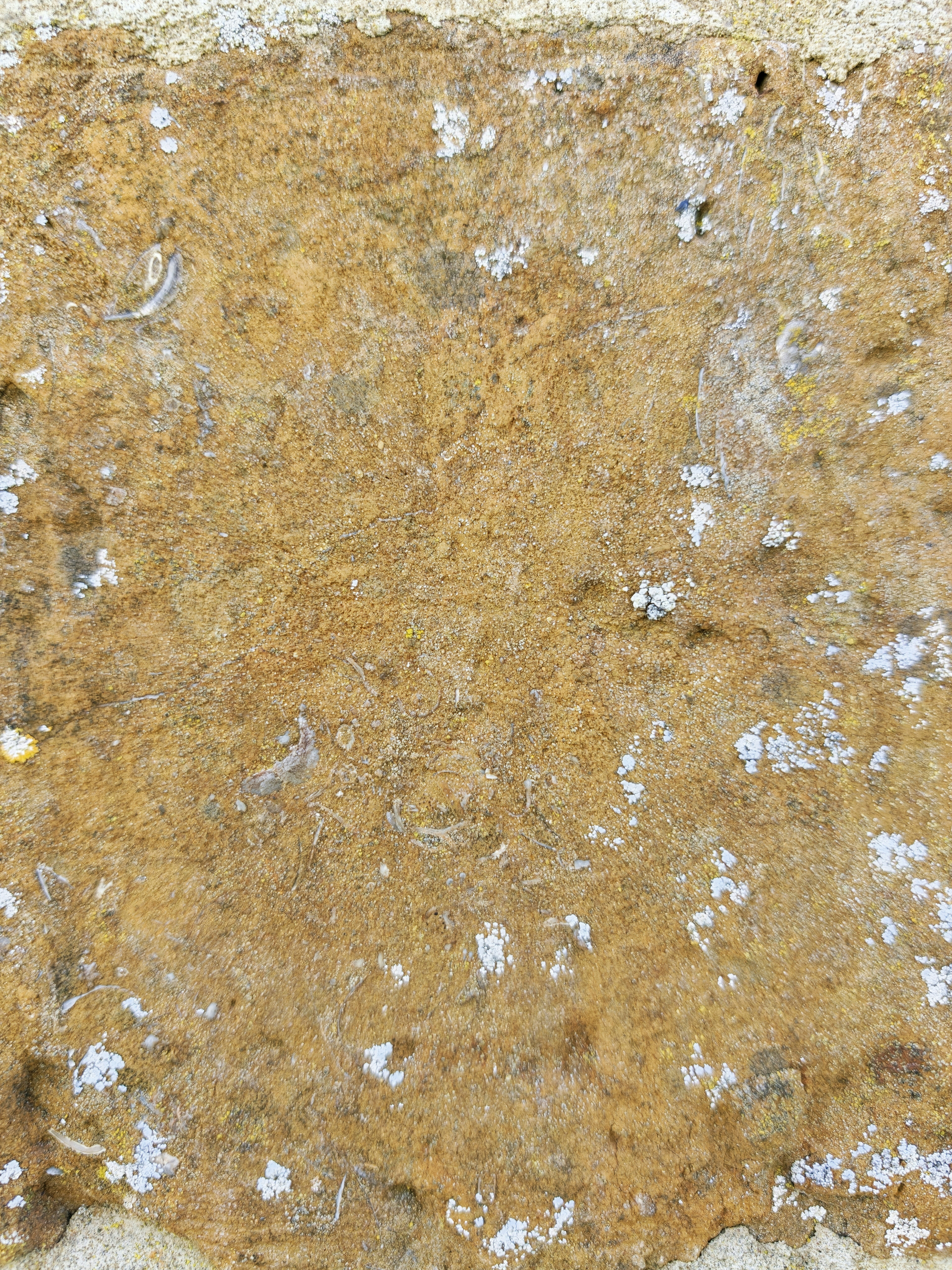 Rough brown rock surface with white lichen and fossilized shells.