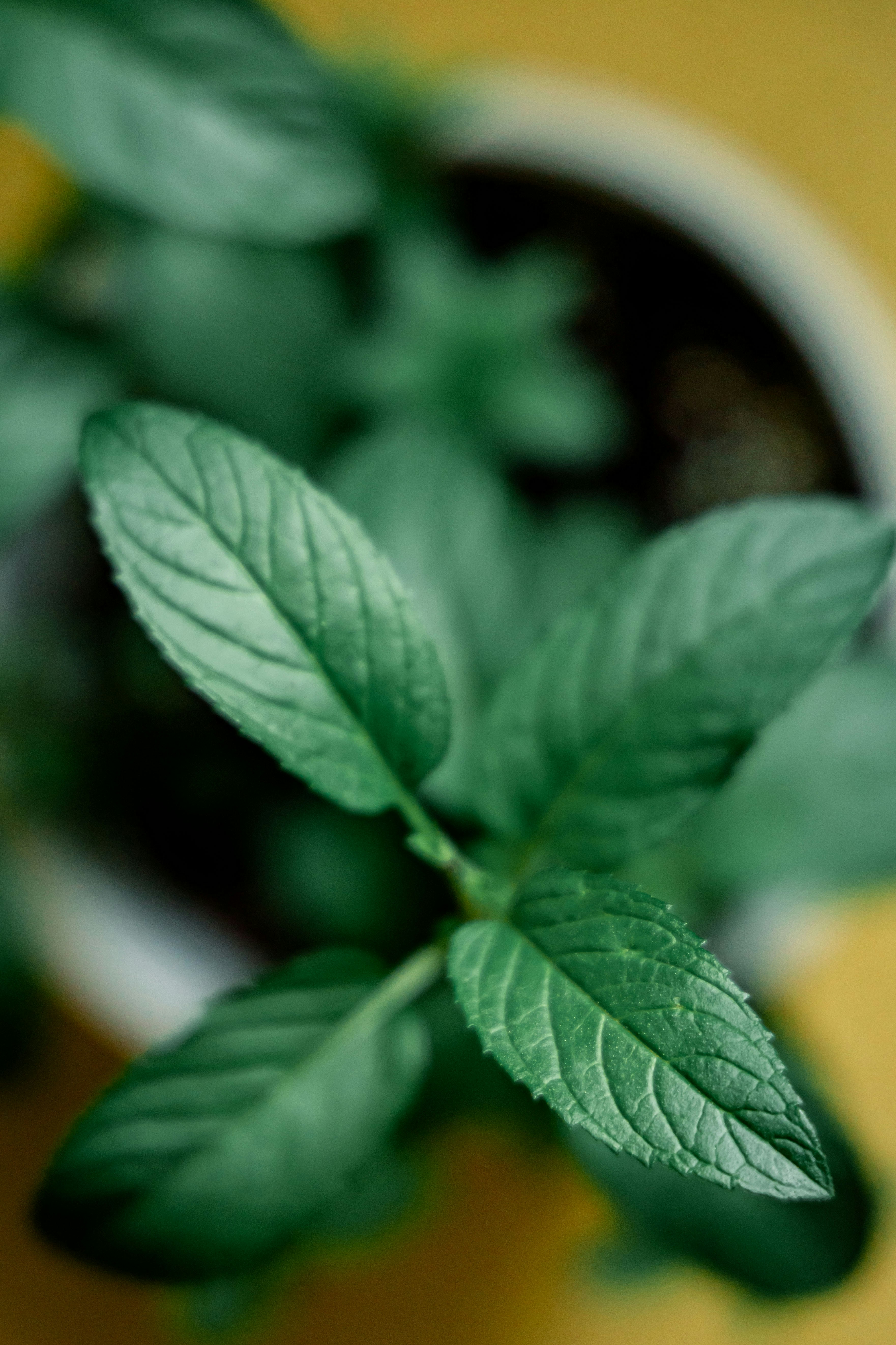Minted in Focus: Close-up of a Fresh Sprout