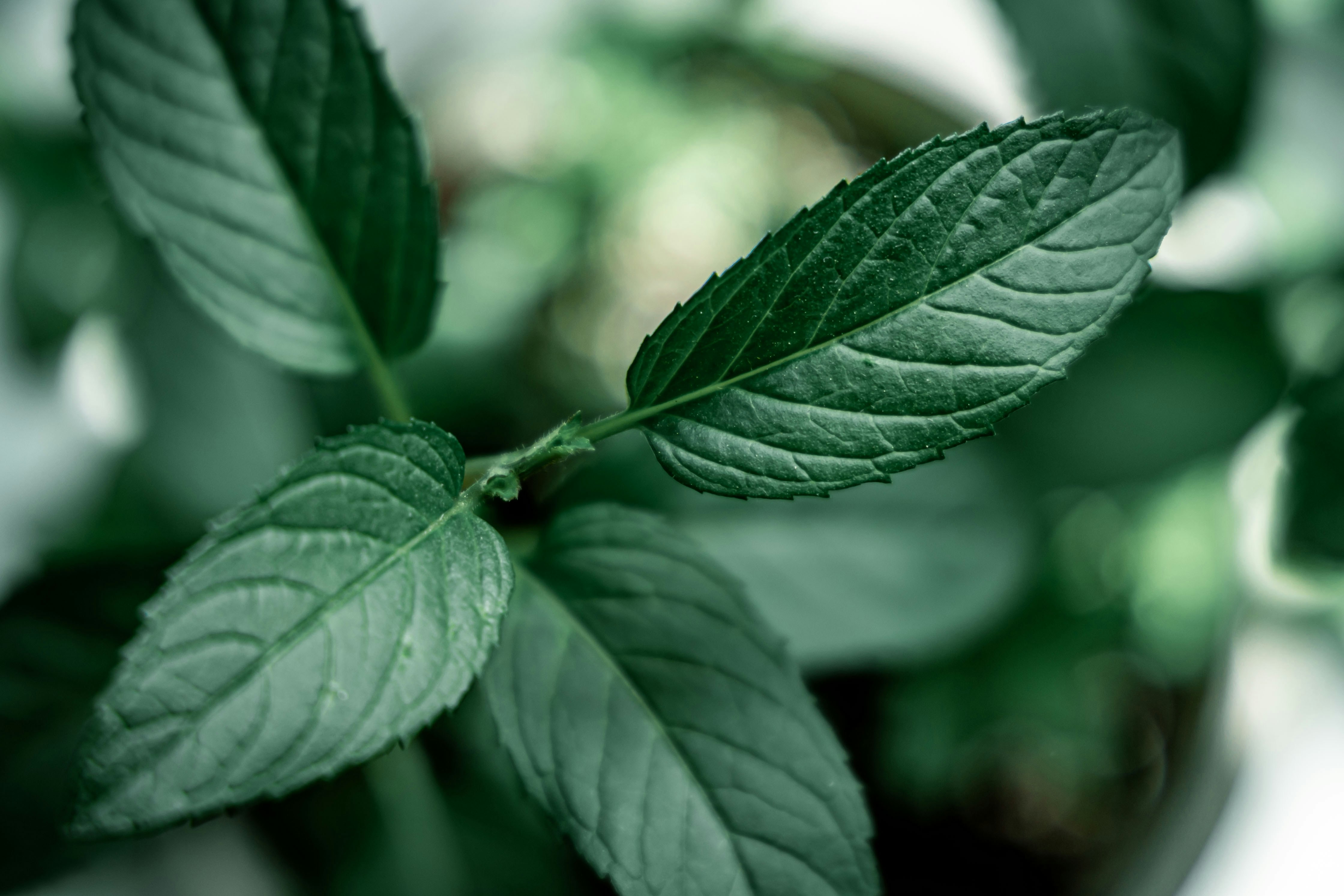Close-up of Minty Green: Veins and Texture in a Leafy Spotlight