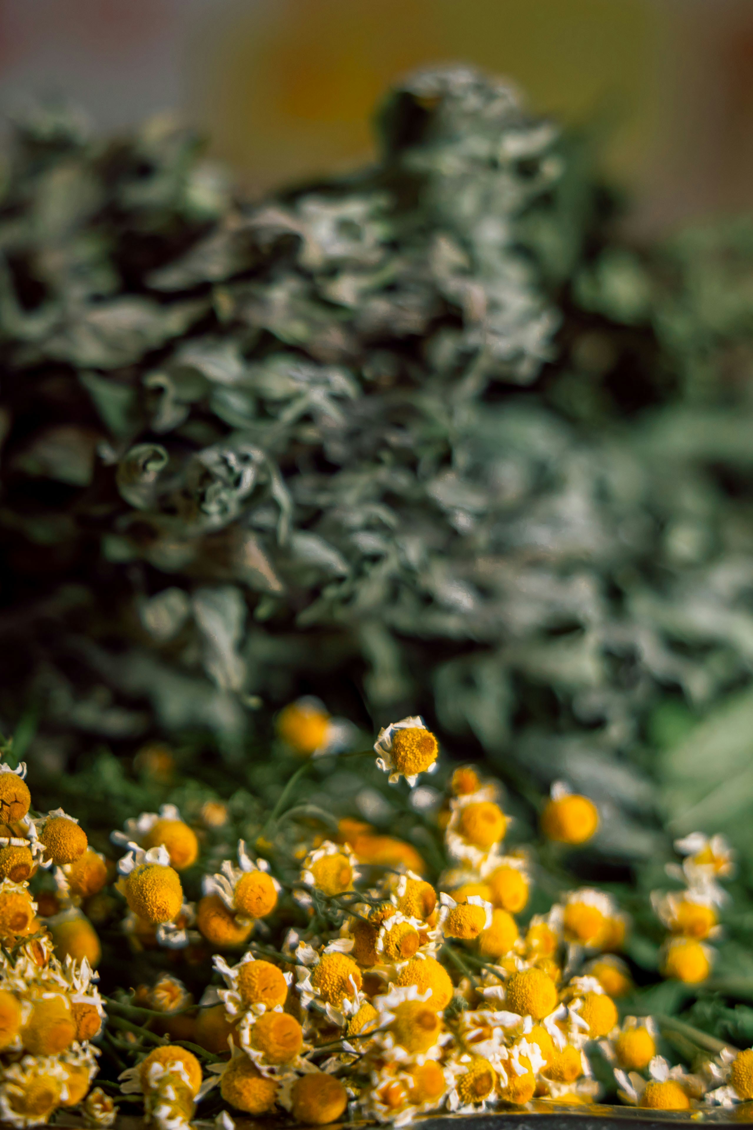 Bright yellow blooms at the edge of a garden bed