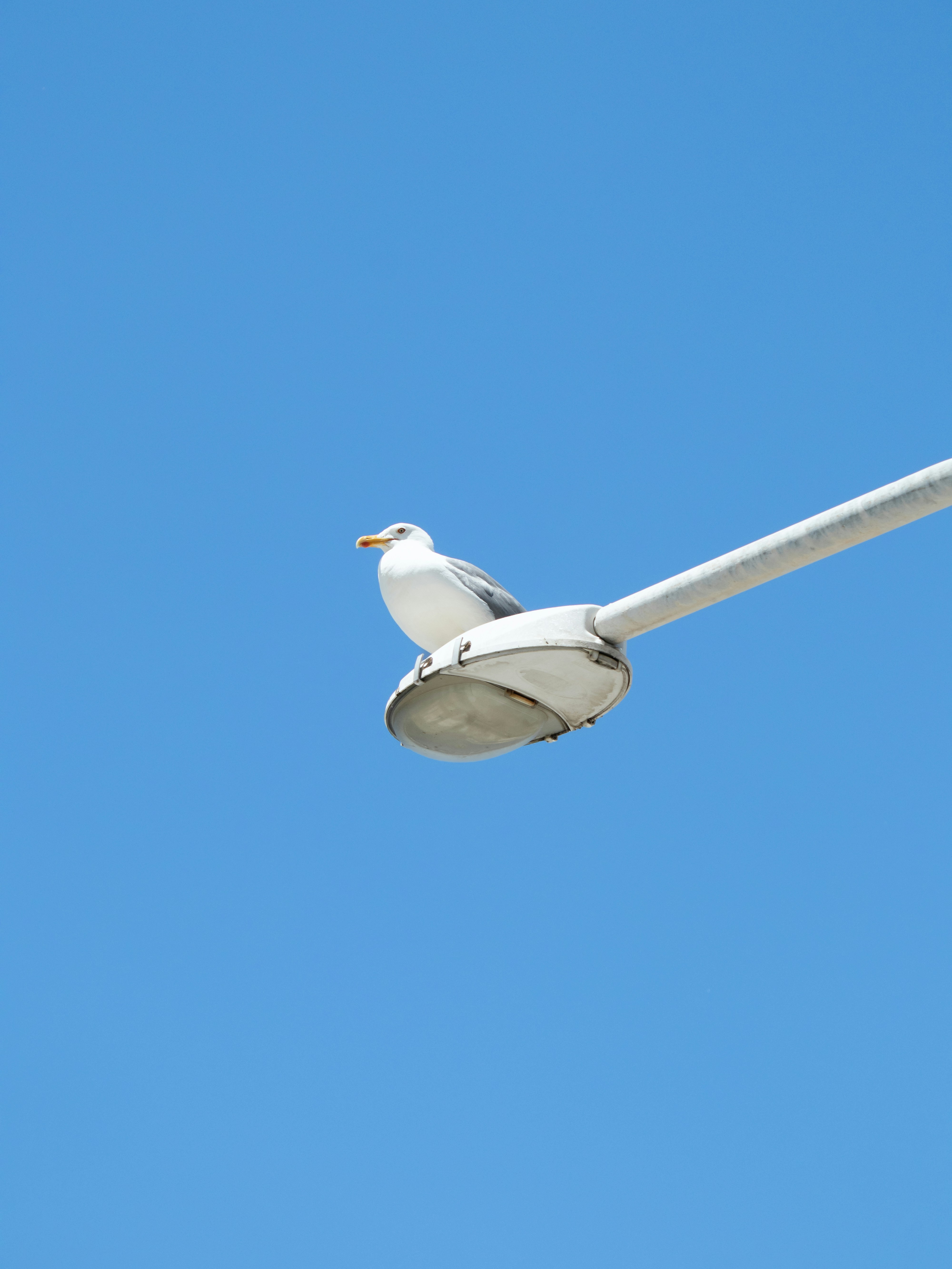  lone seagull perched on a streetlamp against a crisp blue sky