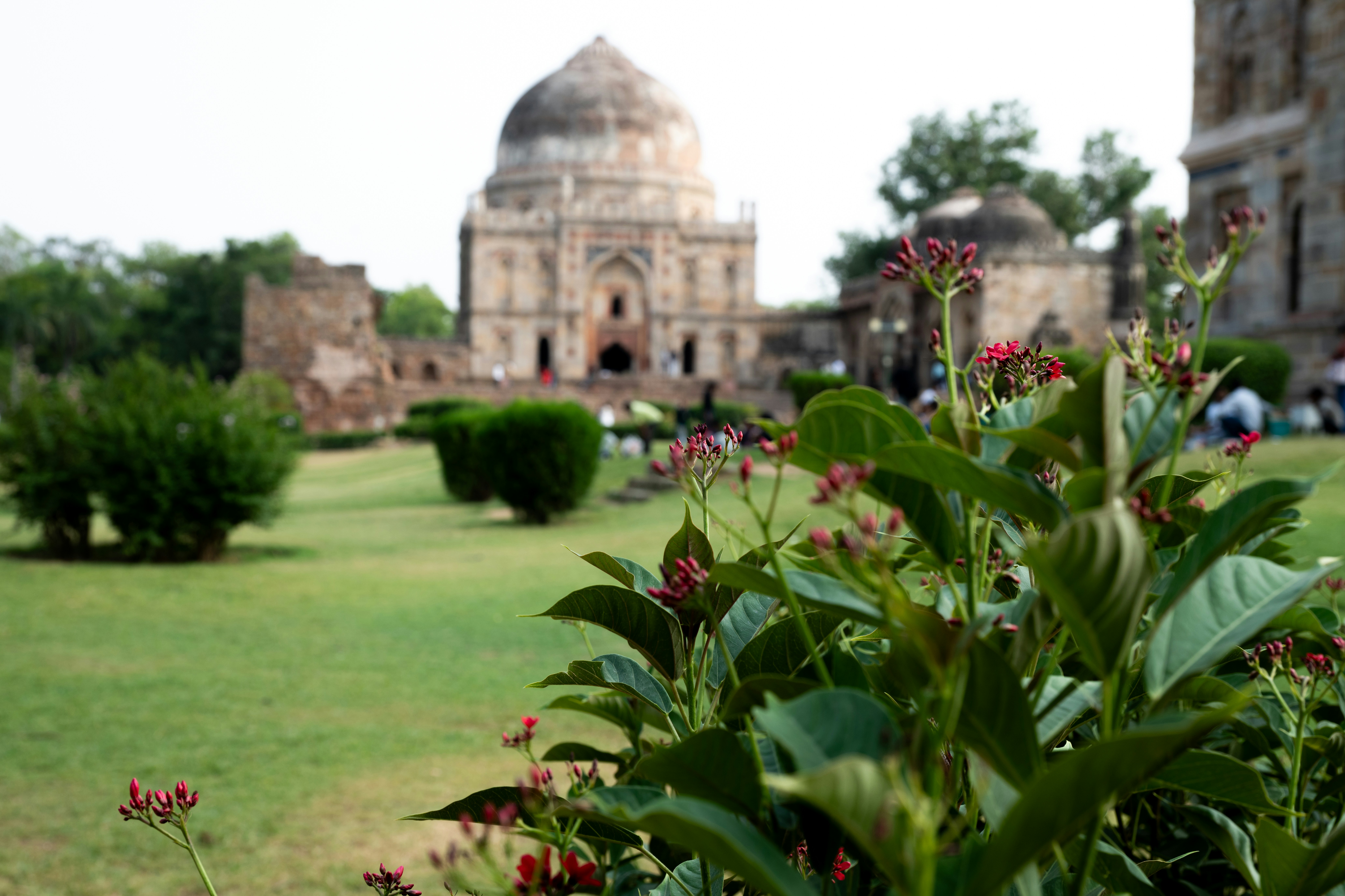 Foreground Flora Framing a Historic Palace