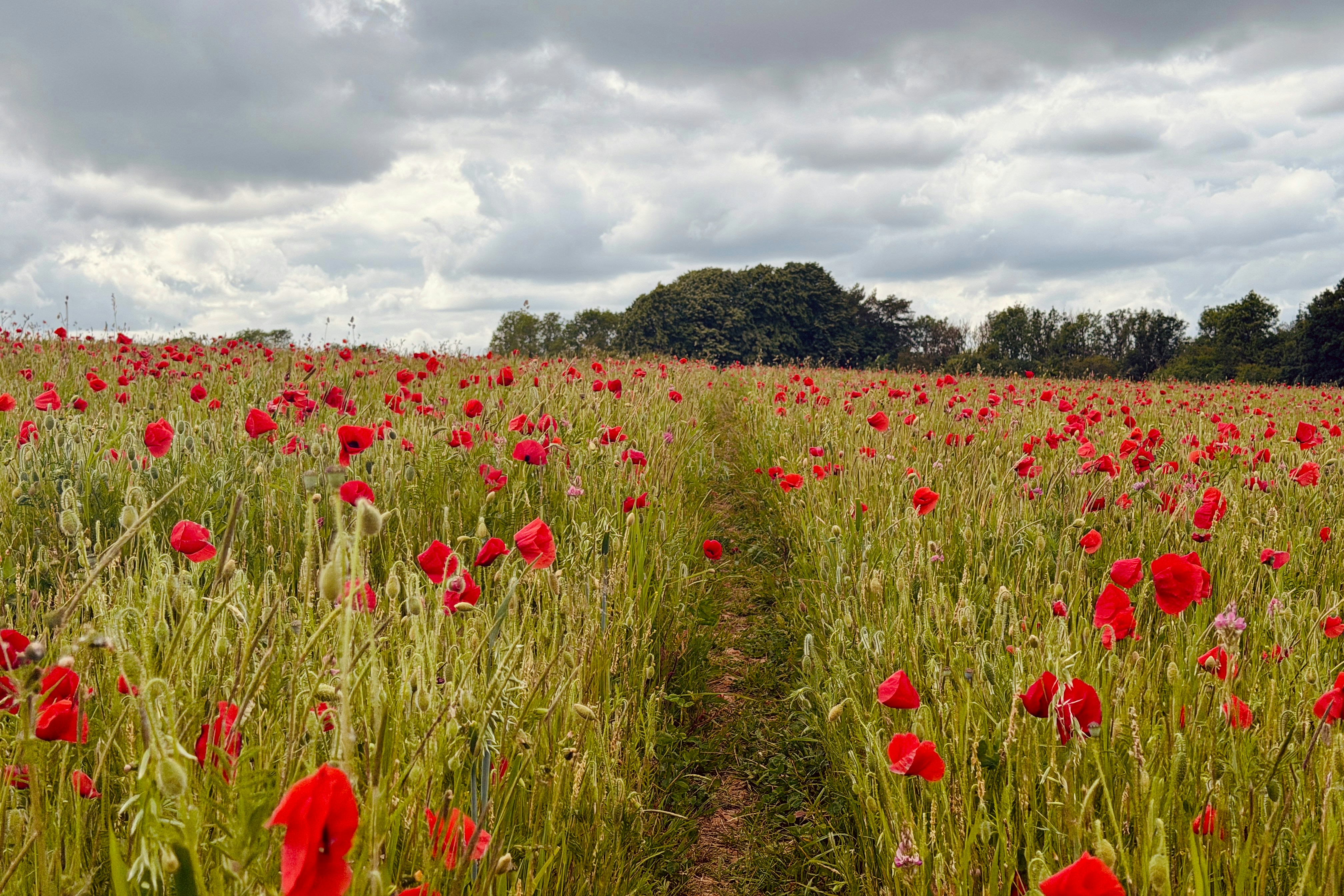 Scarlet Meadow: A Path Through Red Poppies Under a Distant Orchard Sky