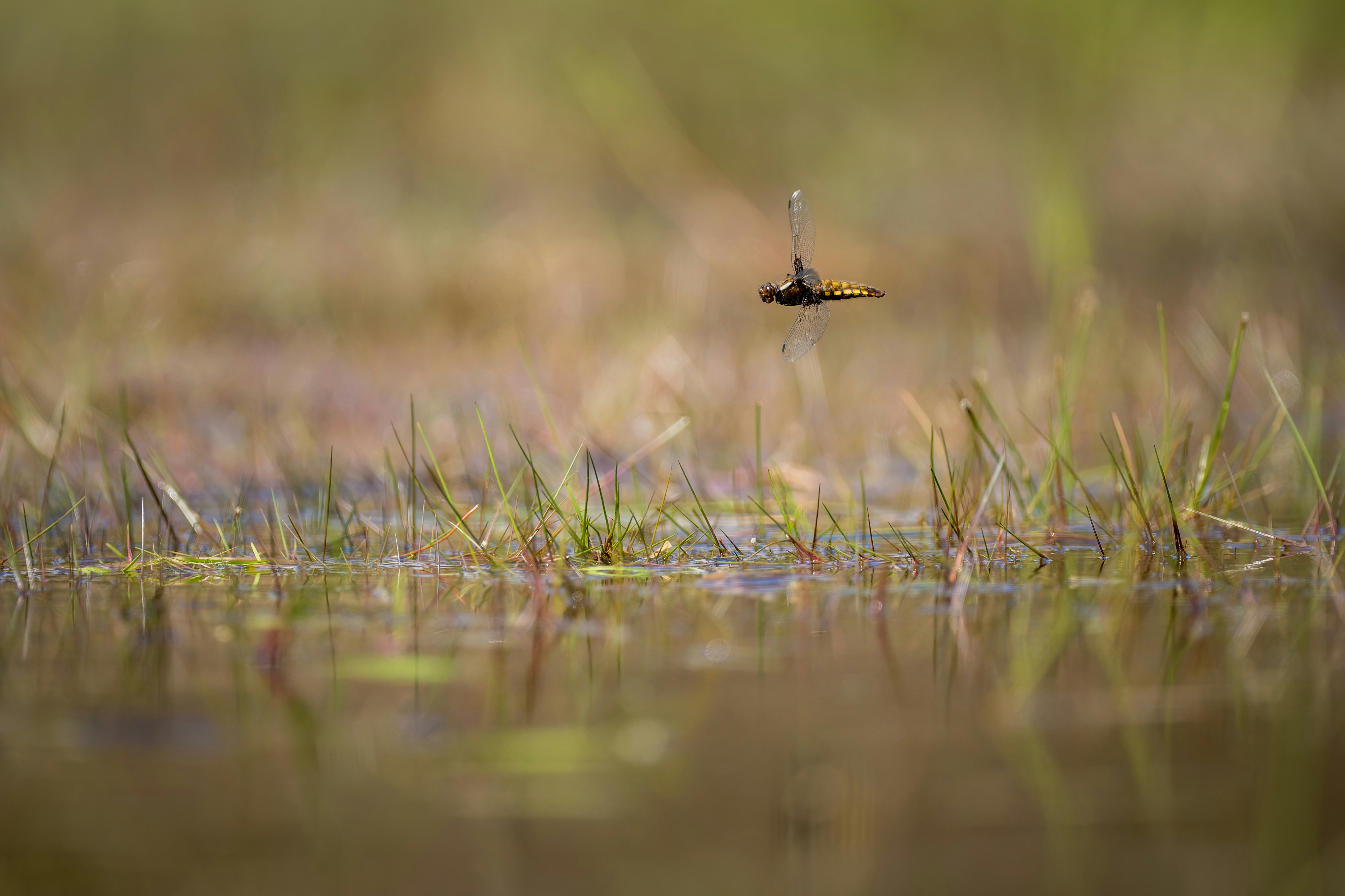 Broad-bodied chaser