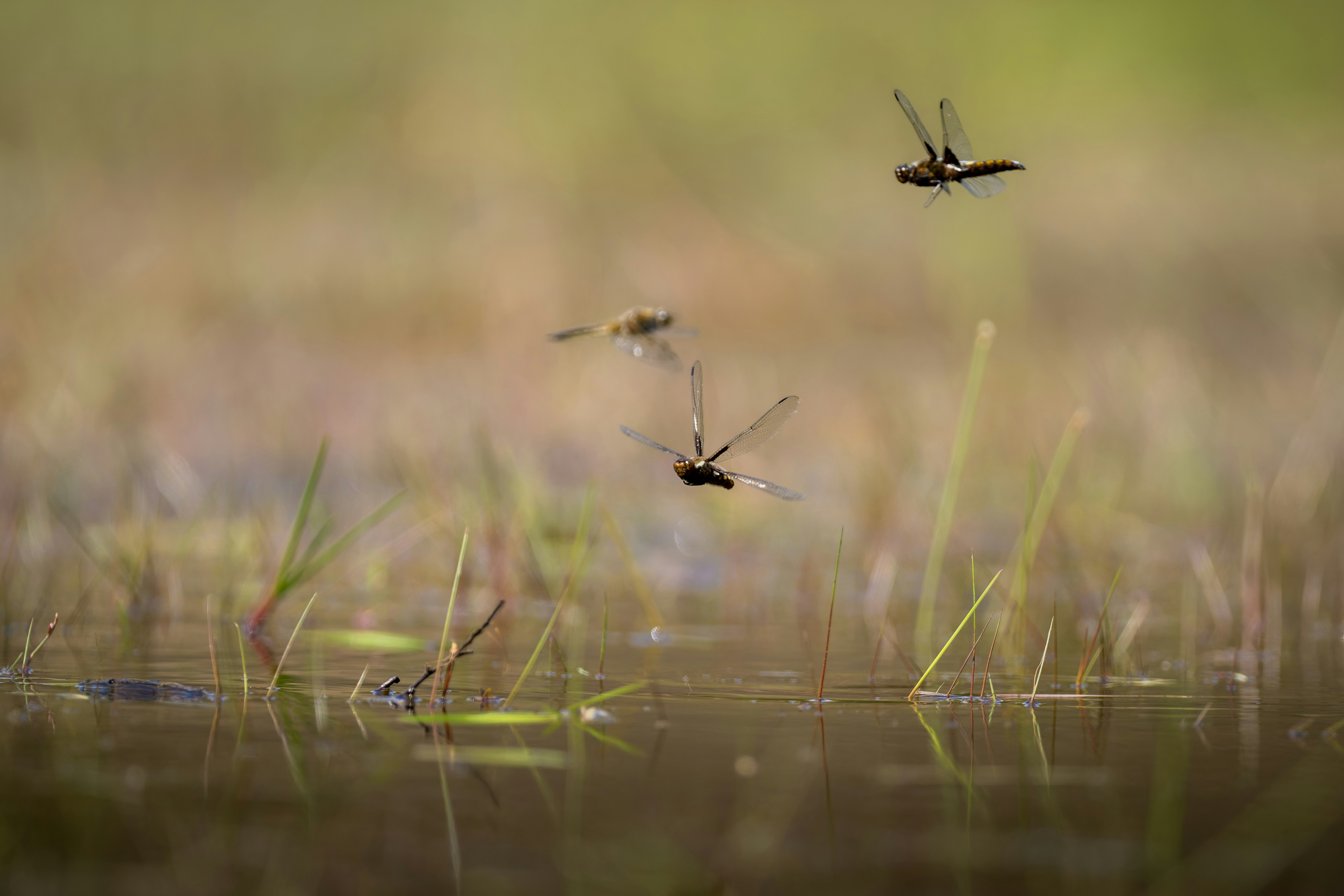 Broad-bodied chaser
