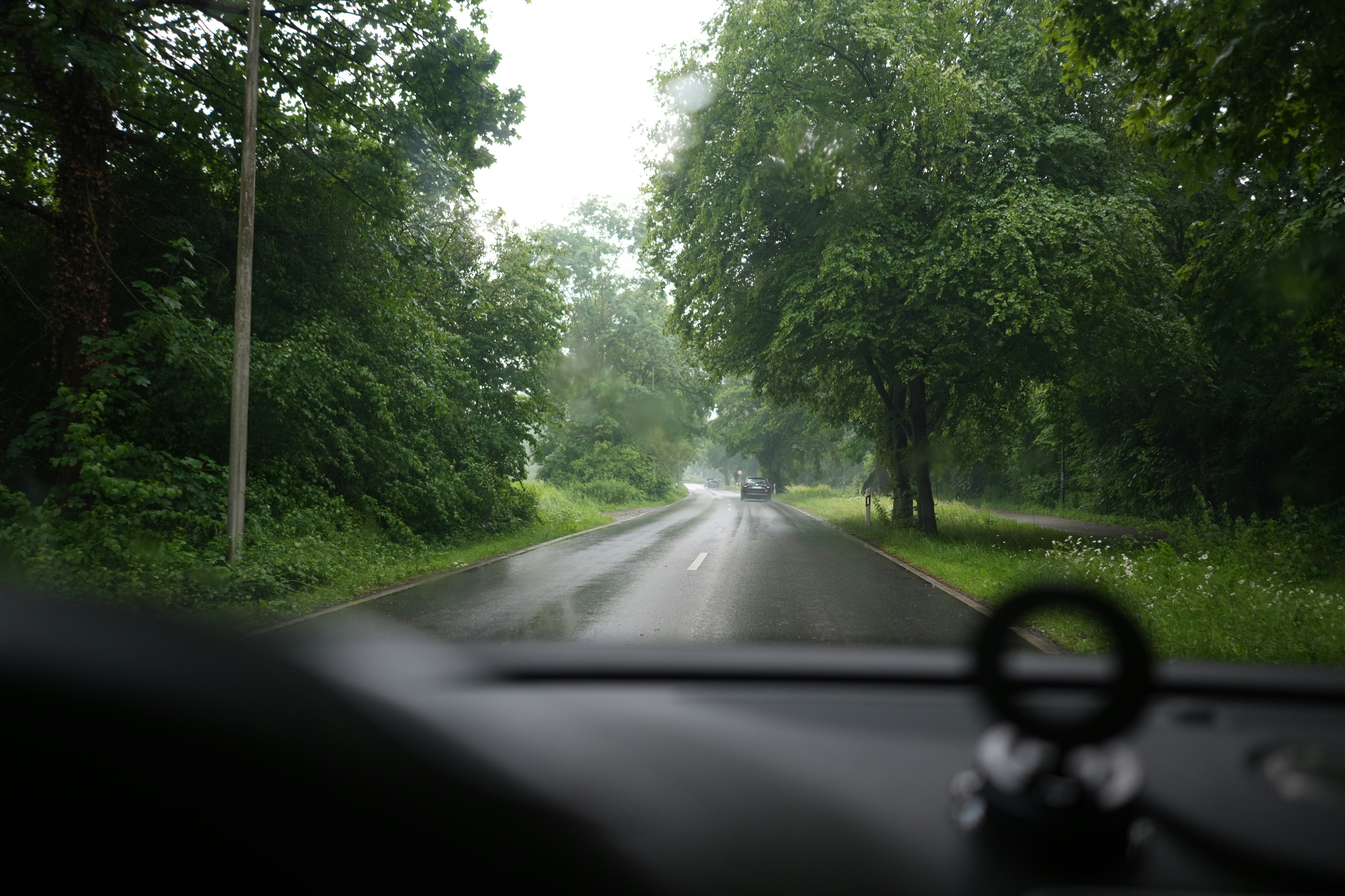 Rain-Slicked Road Through an Enchanted Green Tunnel