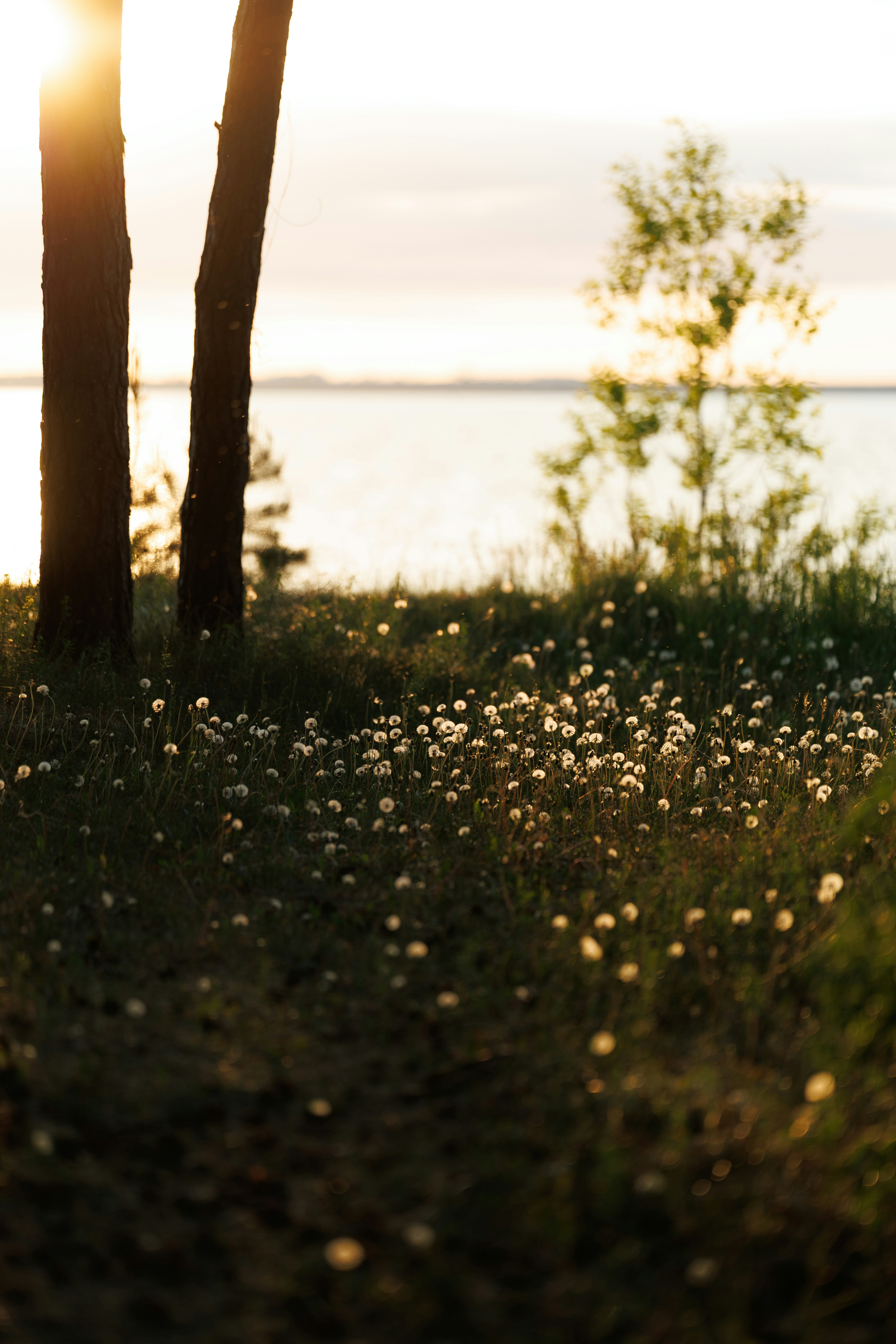 Backlit Meadow by the Dusk-Lit Lake