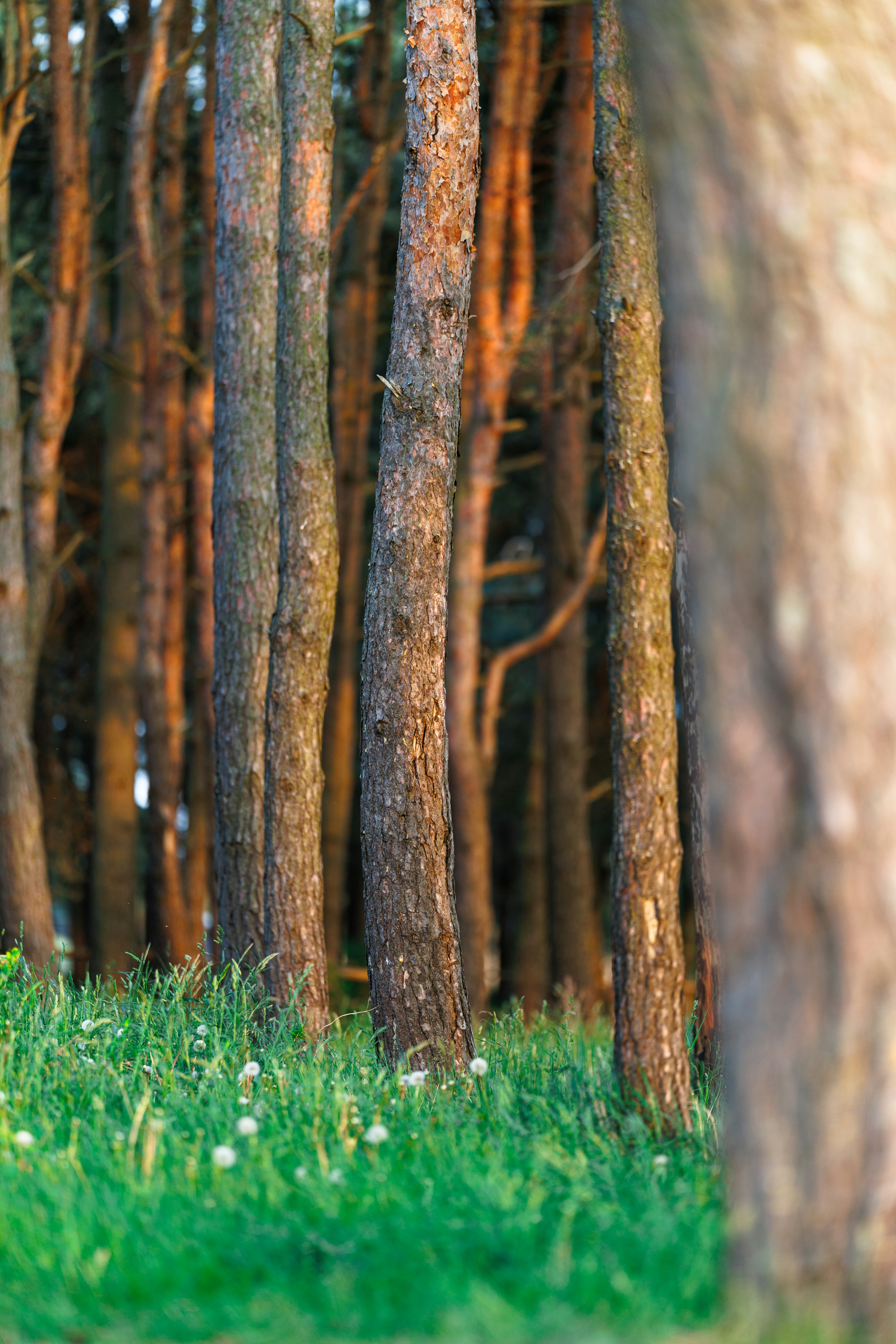 Emerald Clearing: Dappled Pines at the Forest Edge