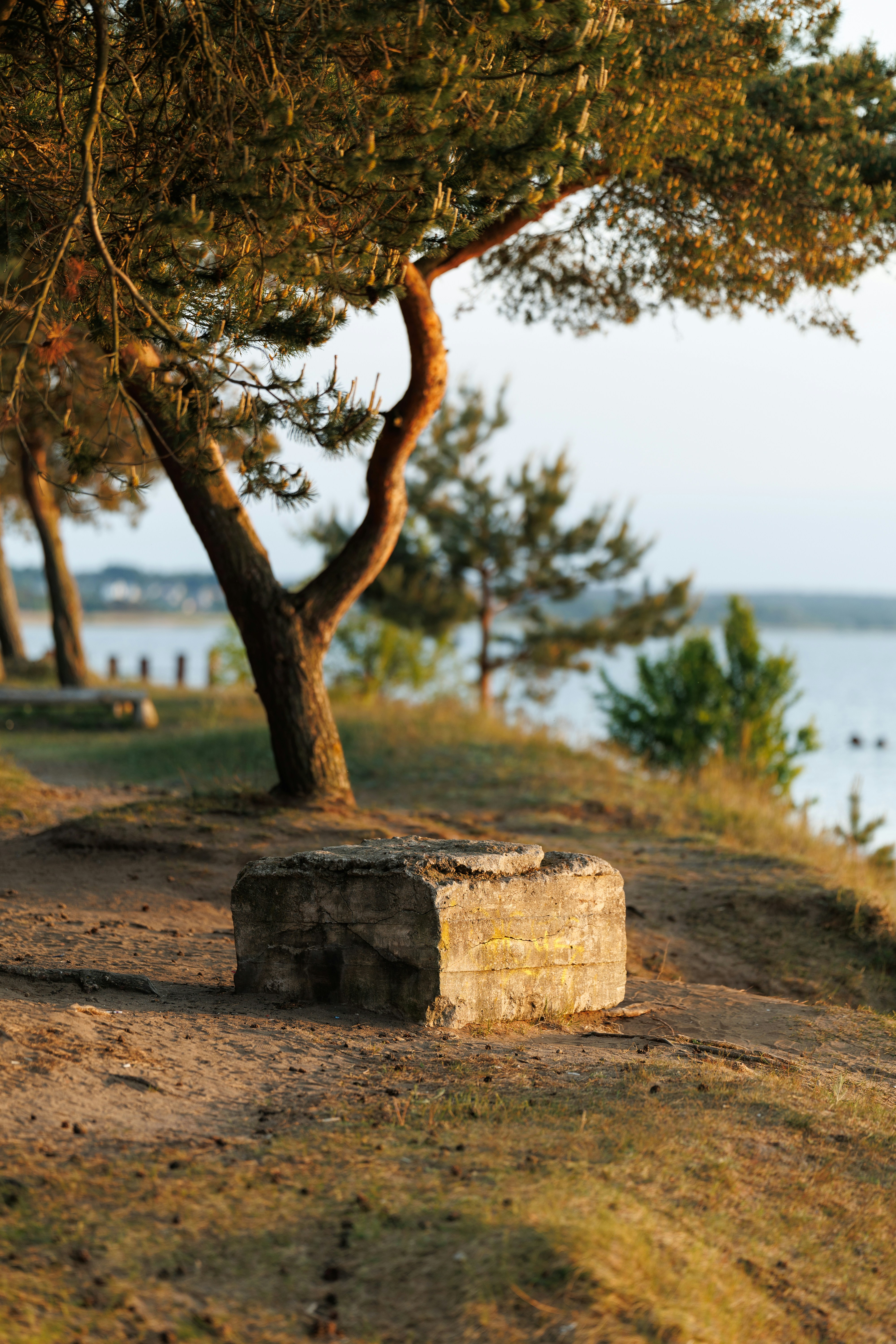 Sunlit Pine and Stone Bench by the Sea