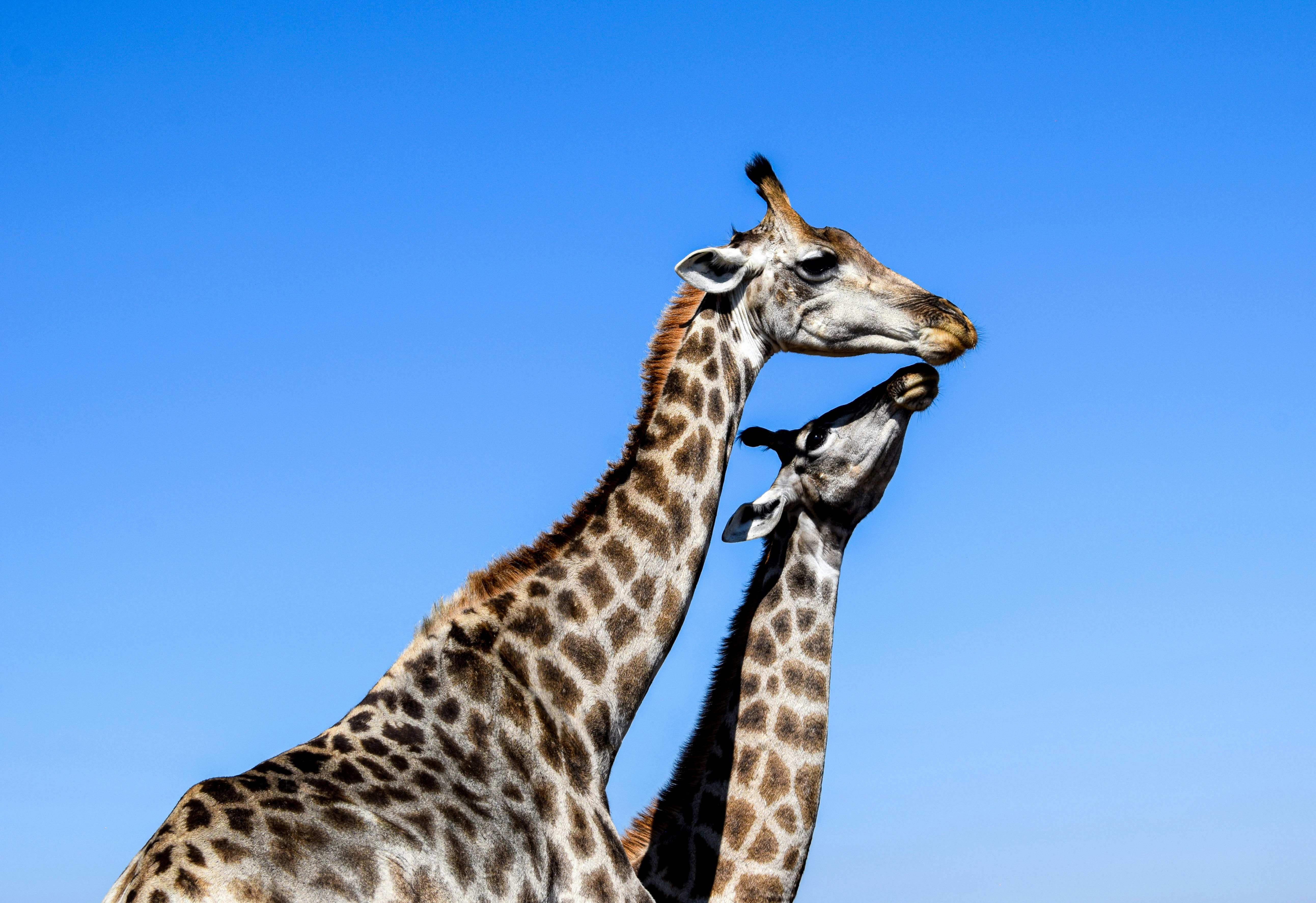 Giraffe Heads in a Clear Blue Sky