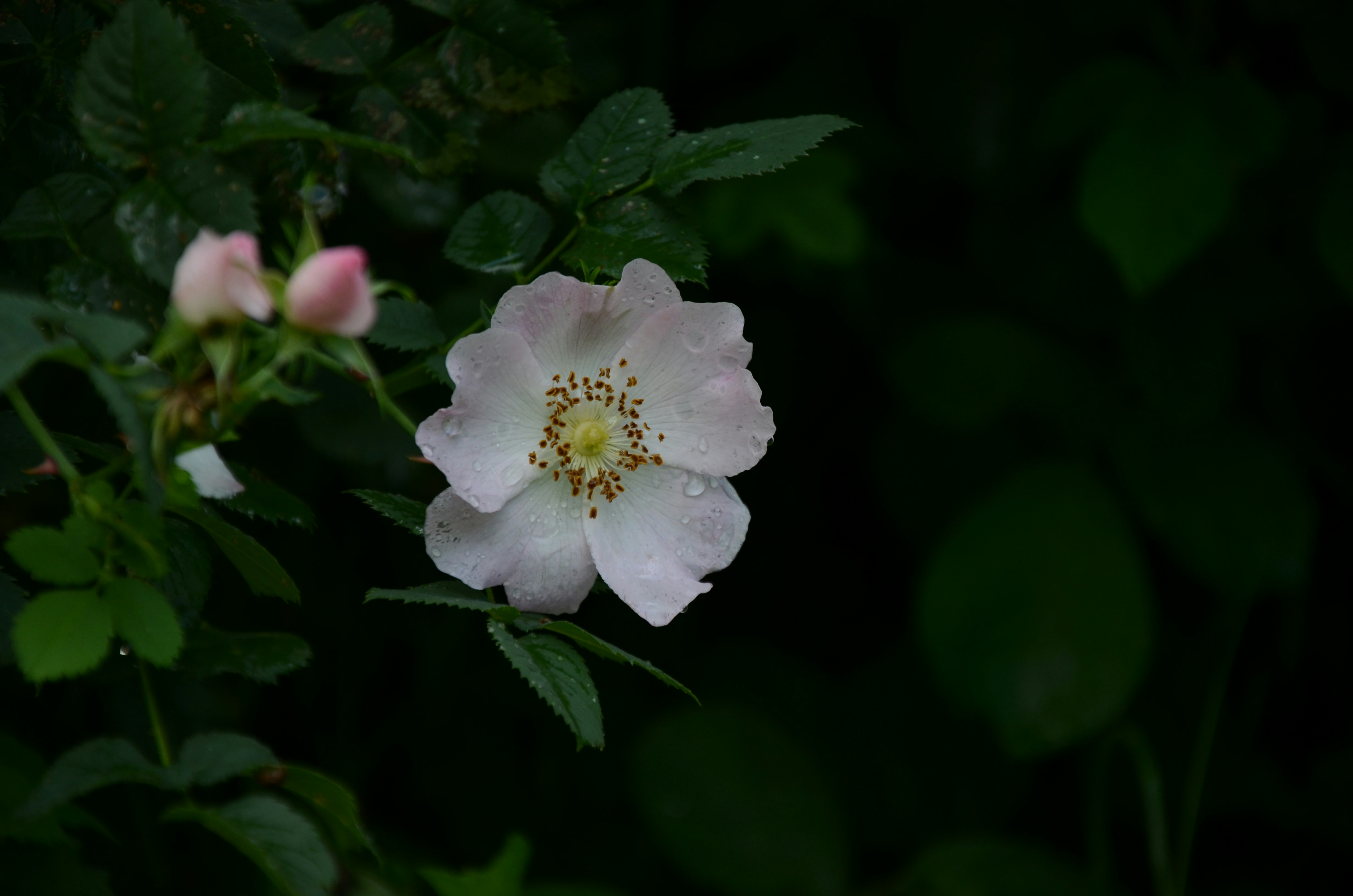 Delicate White Rose in a Shadowed Garden