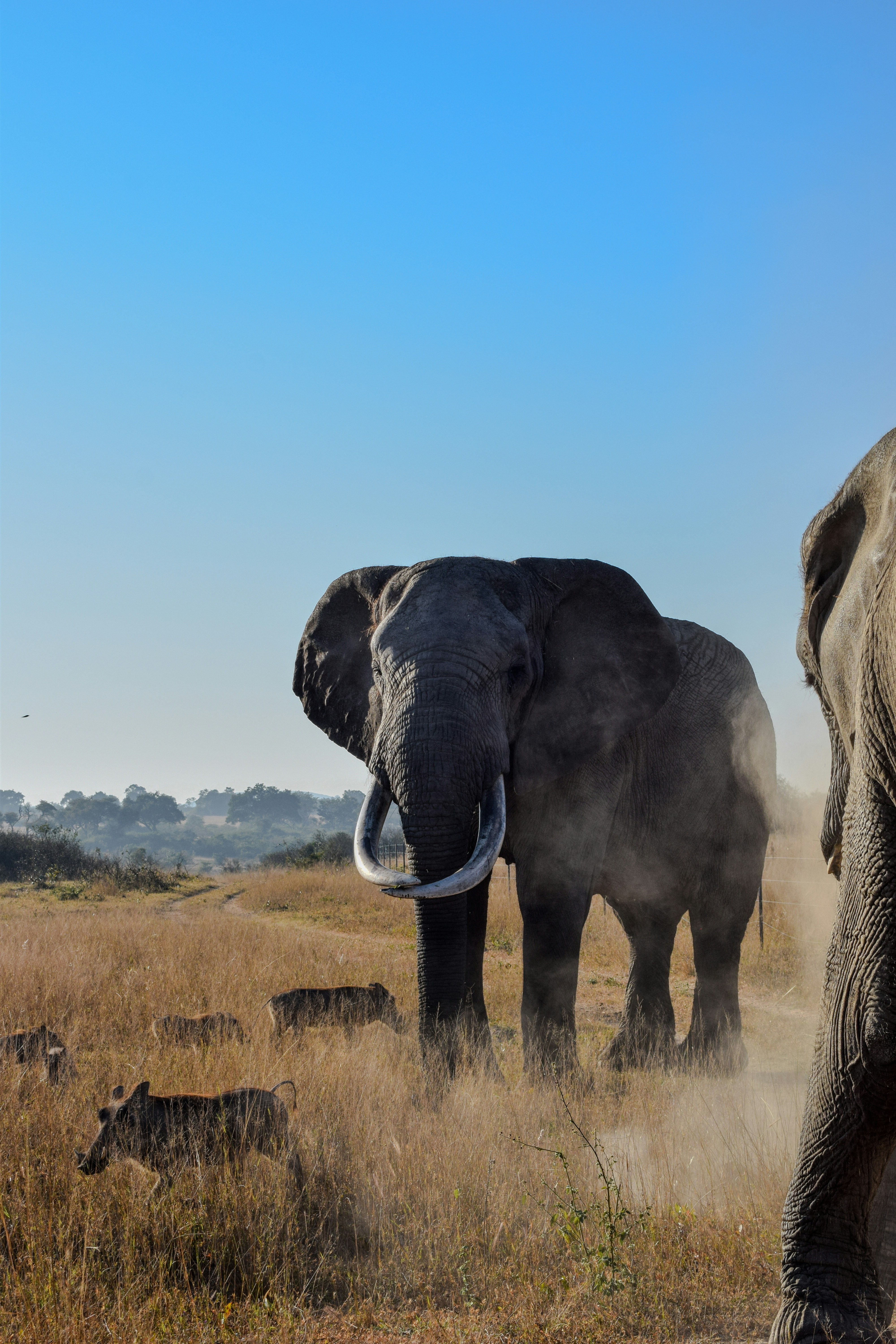 Charge Through the Dust: An Elephant Flanked by Wildebeest in Savanna Dawn